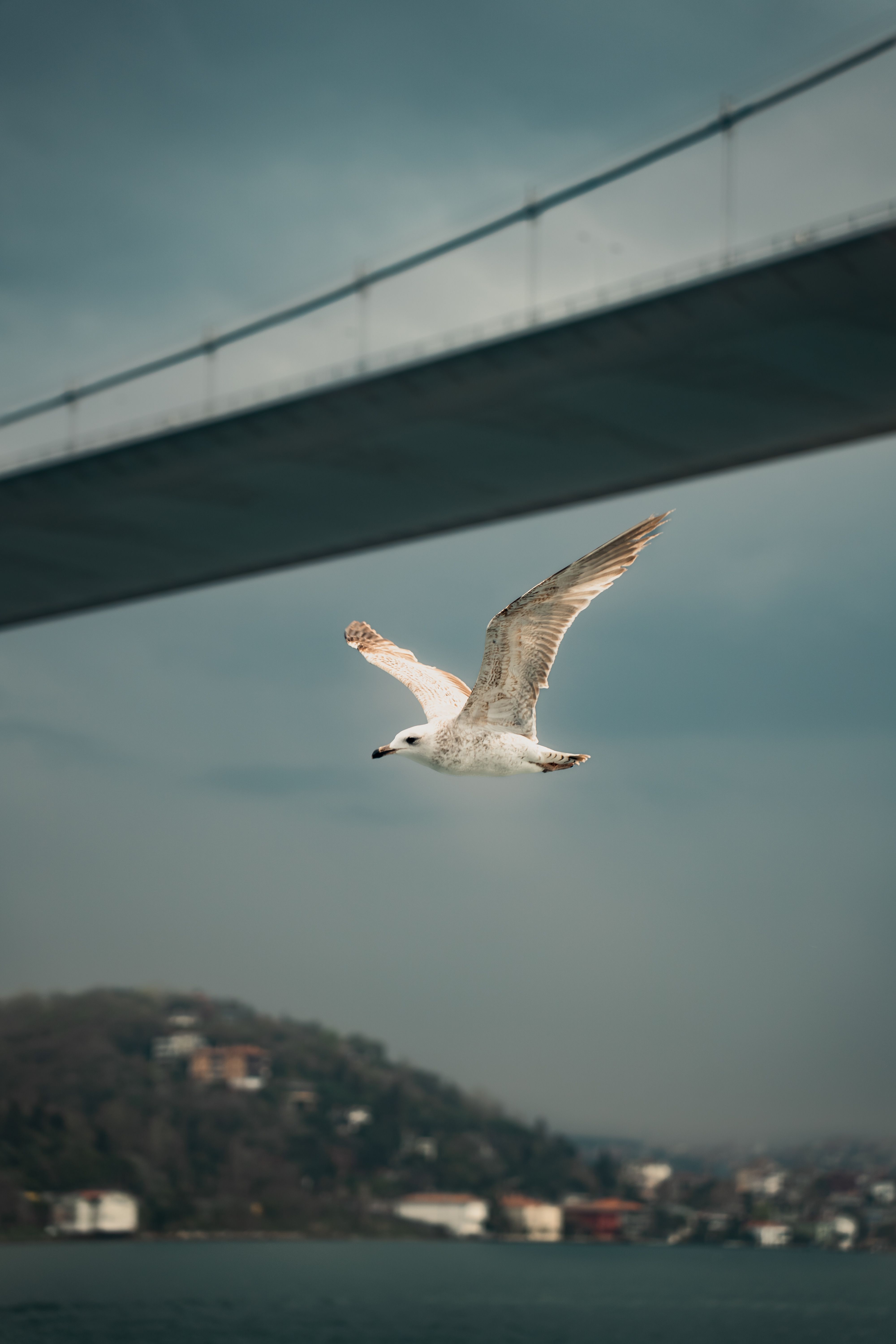 Sea Gull Tracing Photos, Download The BEST Free Sea Gull Tracing Stock ...