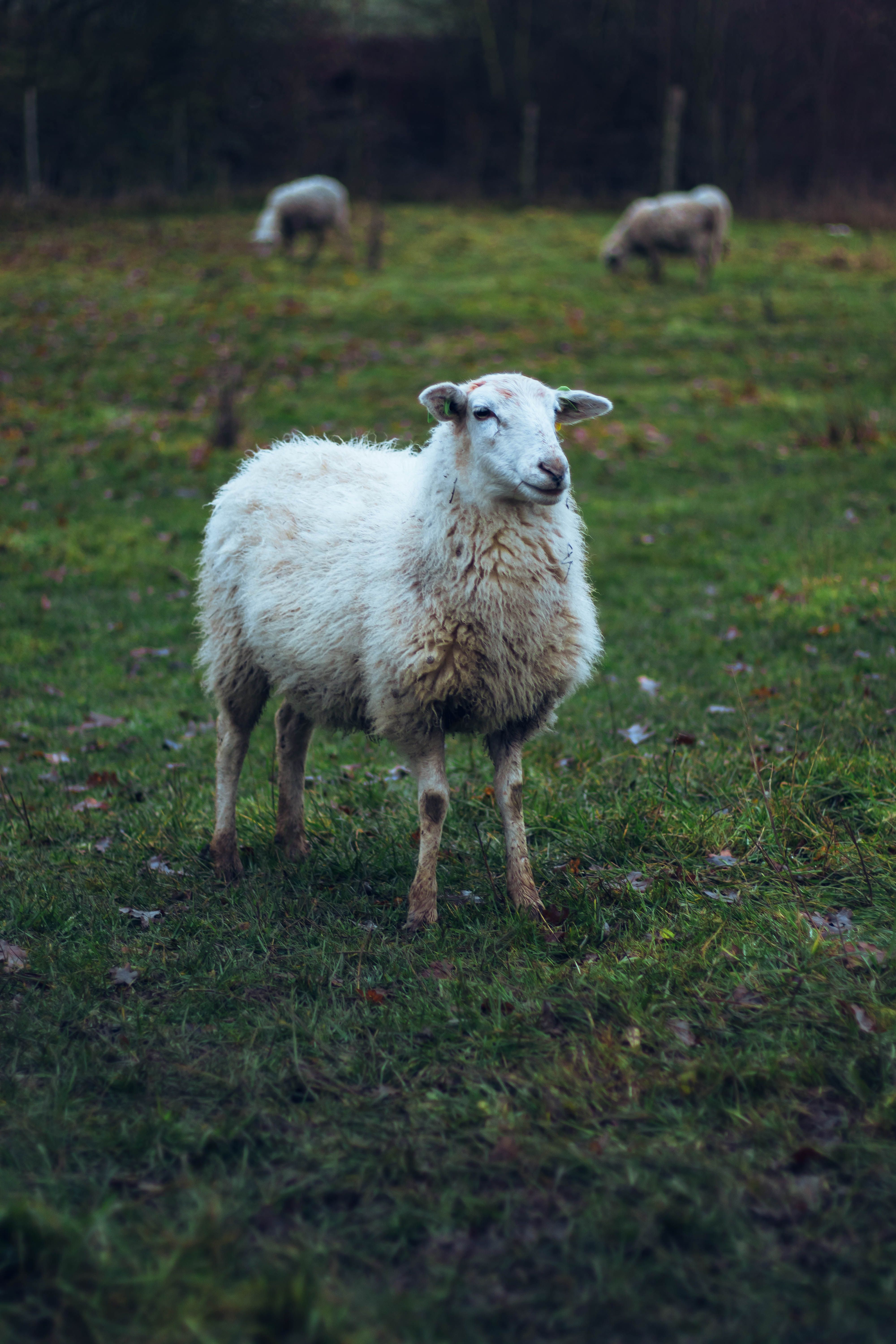 White Sheep on Green Field · Free Stock Photo