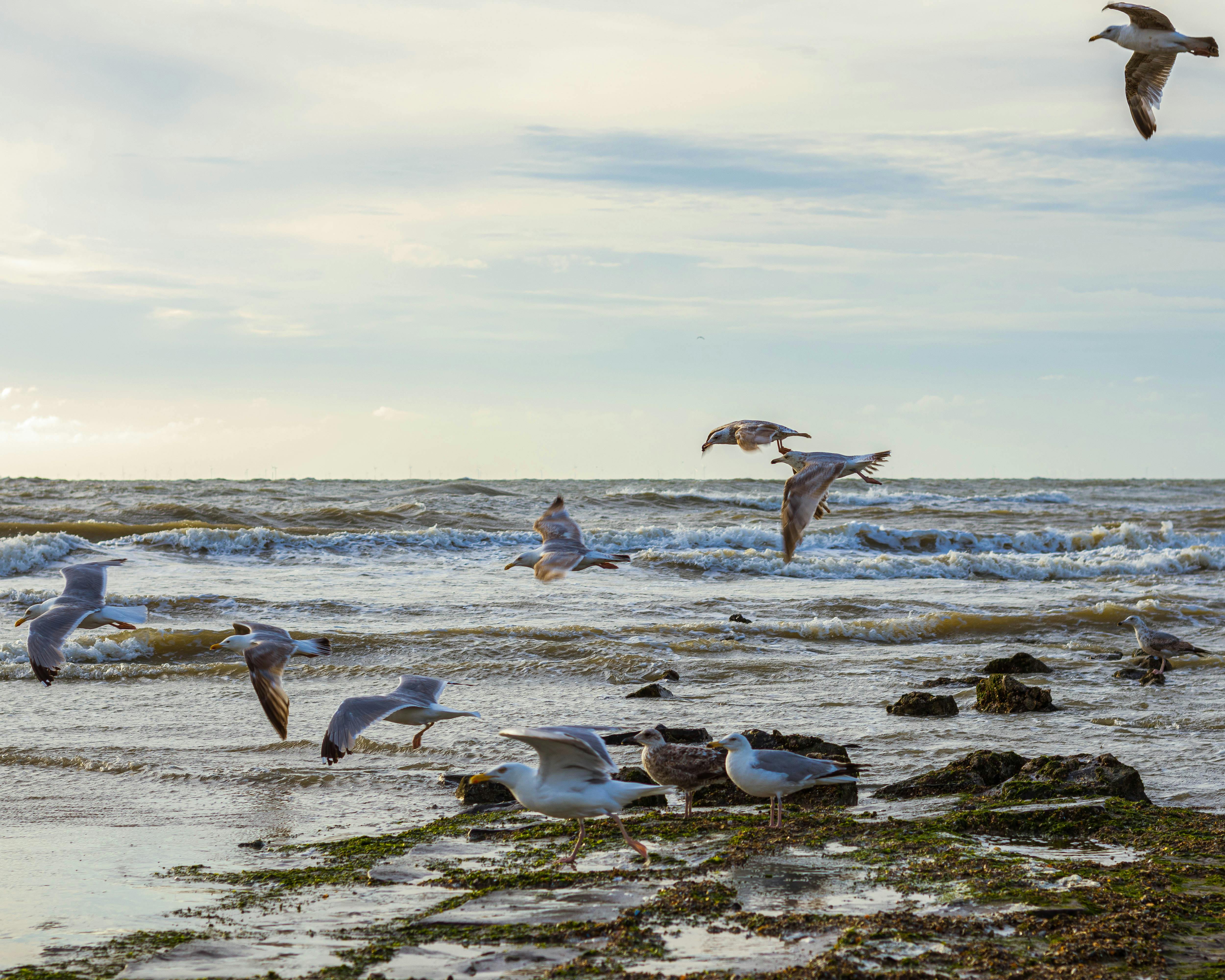 Windy Birds Photos, Download The BEST Free Windy Birds Stock Photos ...