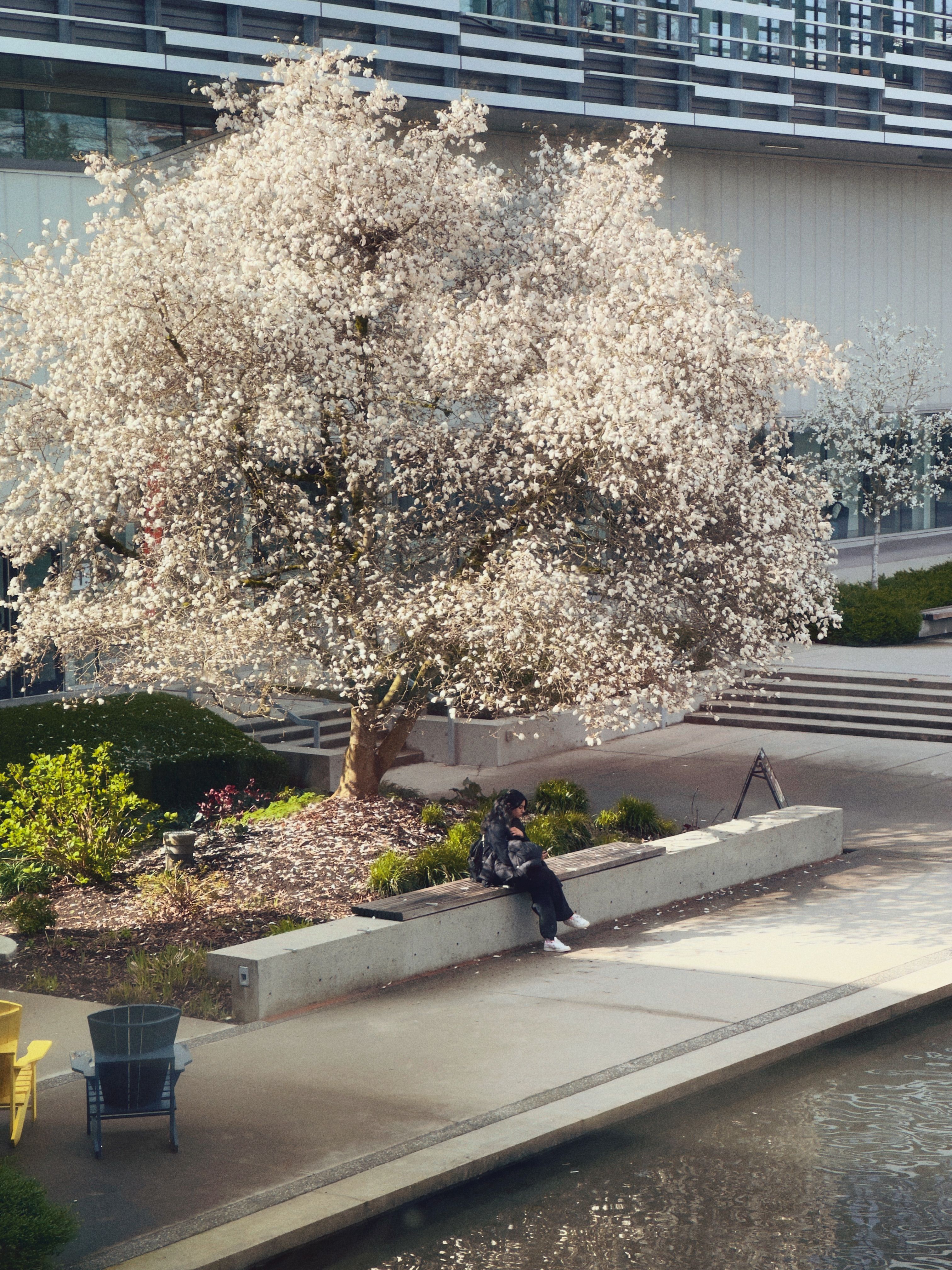 Serene spring day in urban park with cherry blossom · Free Stock Photo