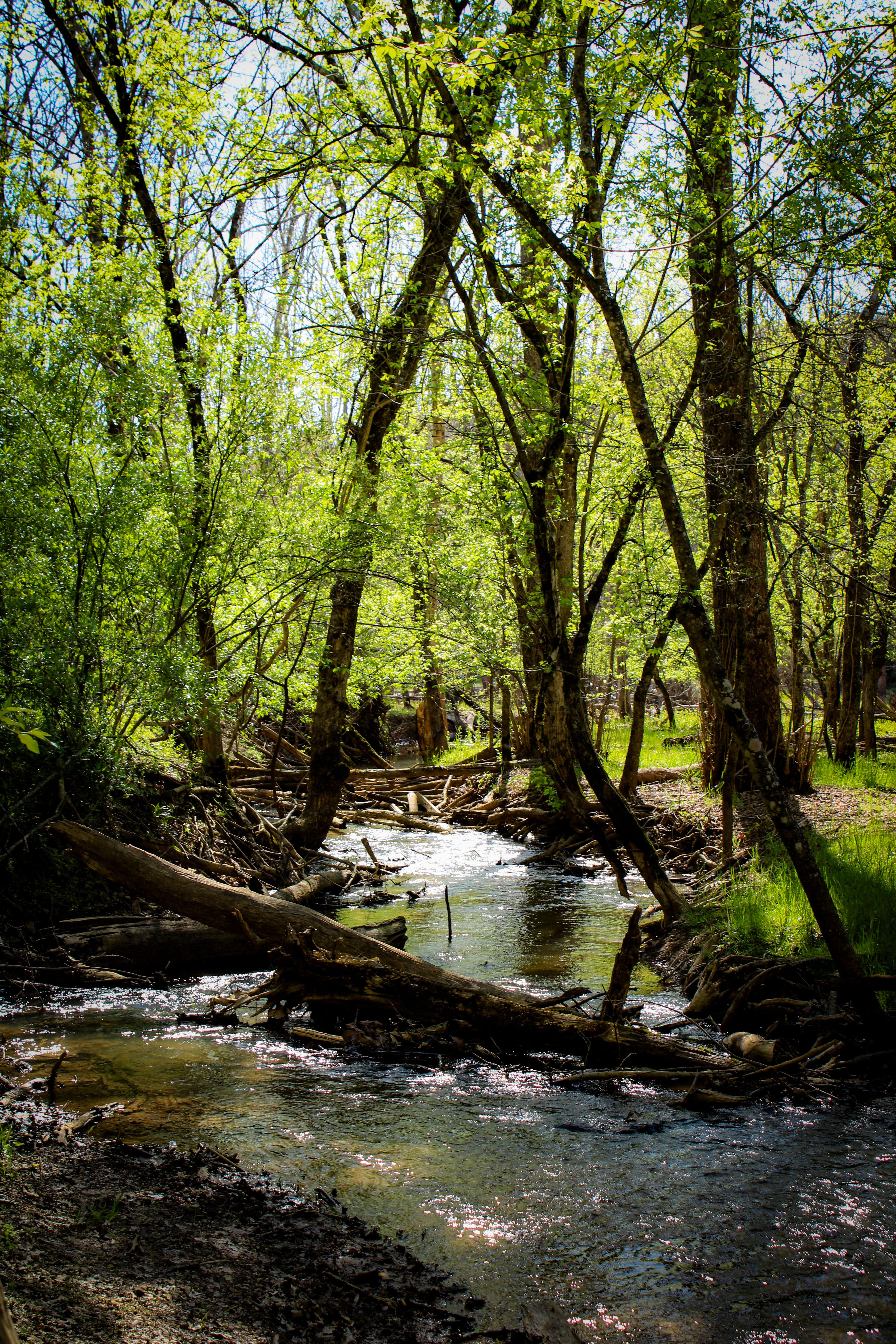 Creek Photos, Download The BEST Free Creek Stock Photos & HD Images