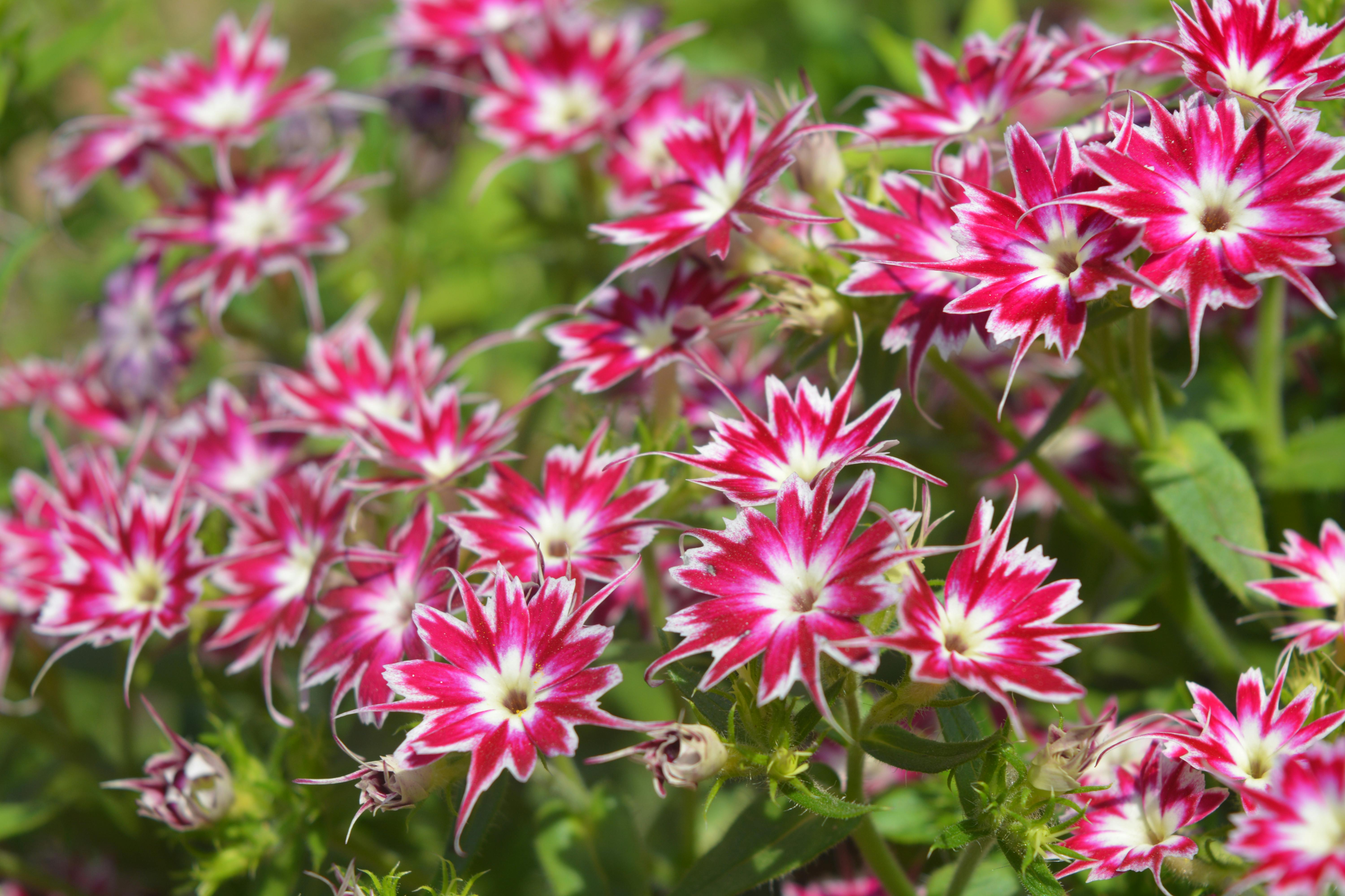 Vibrant Pink and White Phlox Flowers in New Delhi · Free Stock Photo