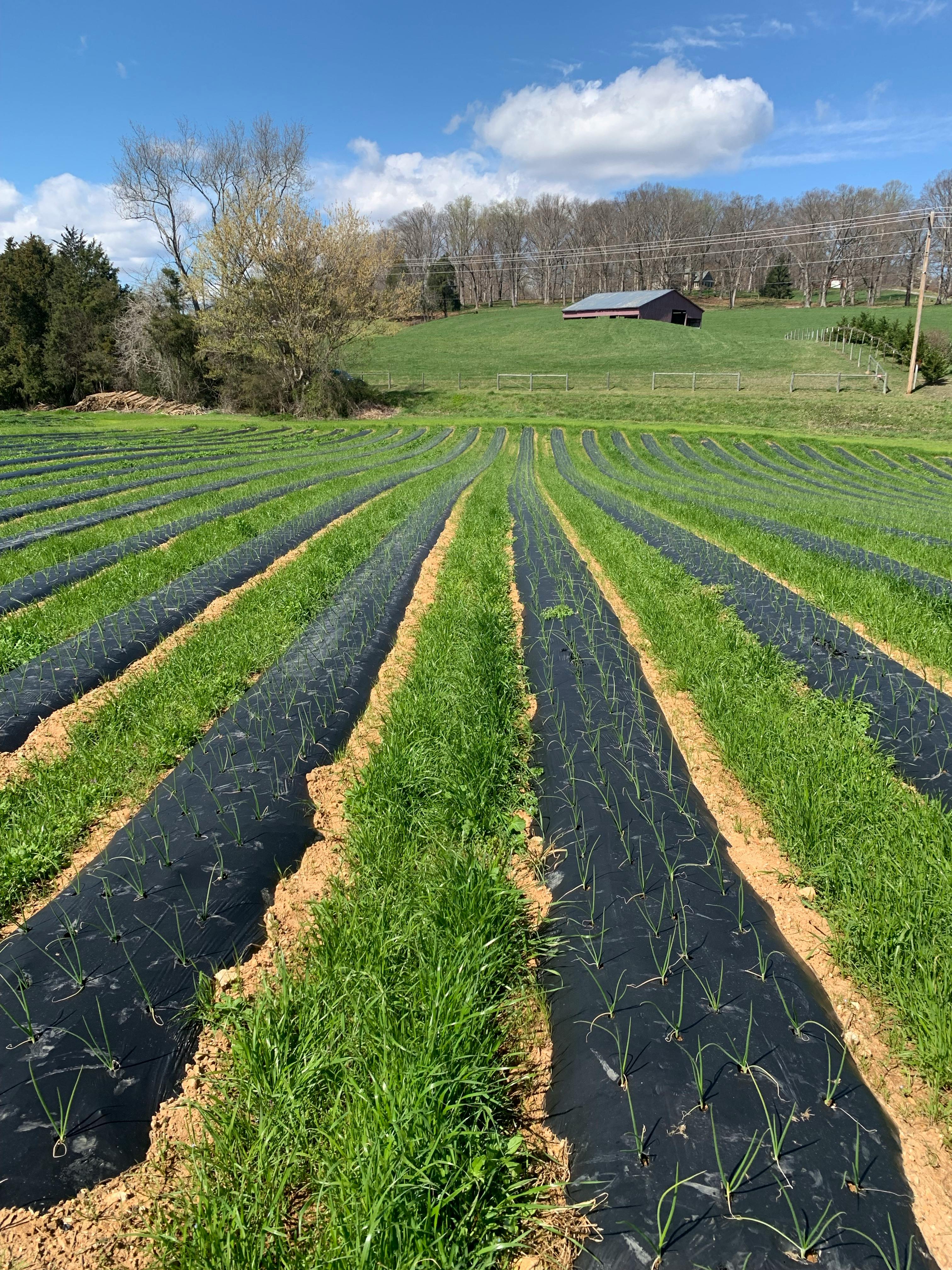 Lush Spring Onion Field in Rural Landscape · Free Stock Photo