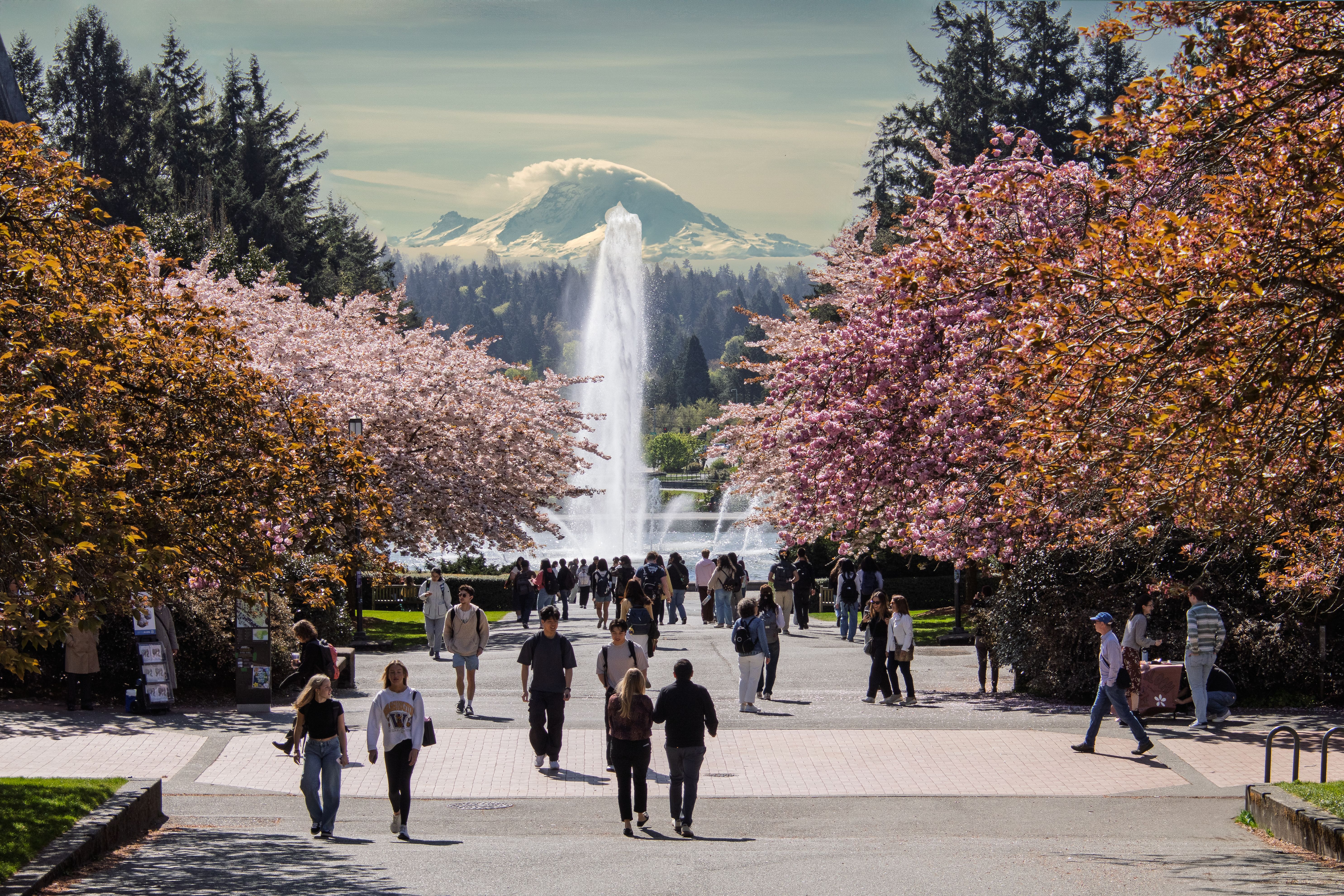 Cherry Blossoms and Mount Rainier in Spring · Free Stock Photo