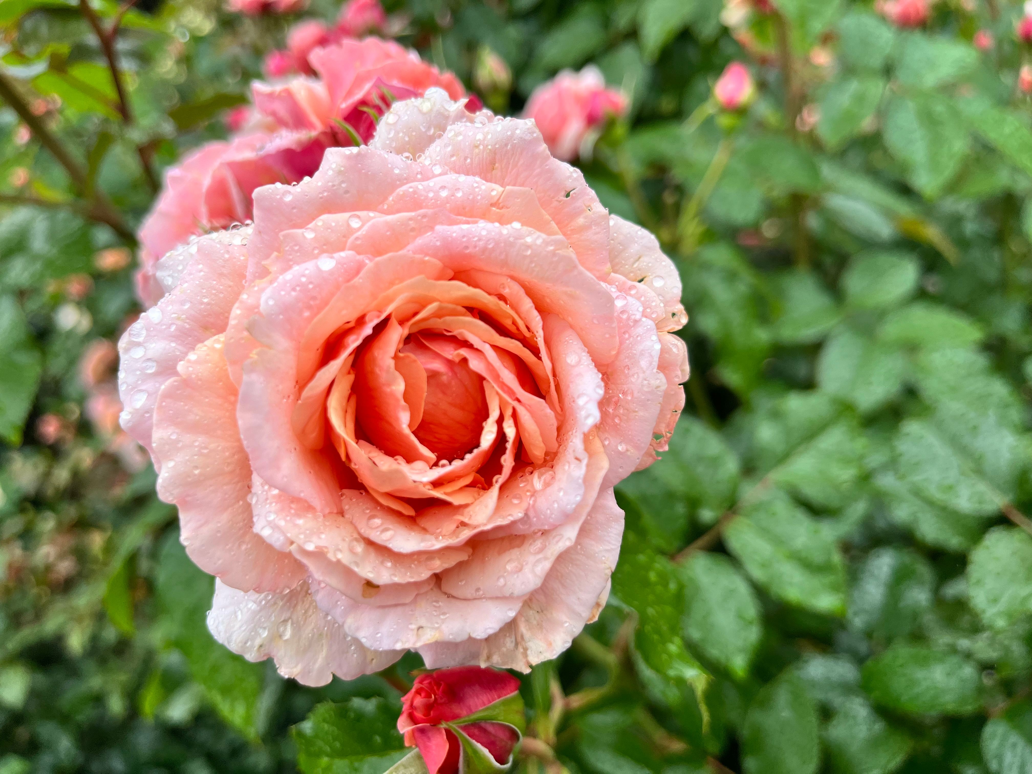 Close-up of Dew-Kissed Pink Rose in Bloom · Free Stock Photo