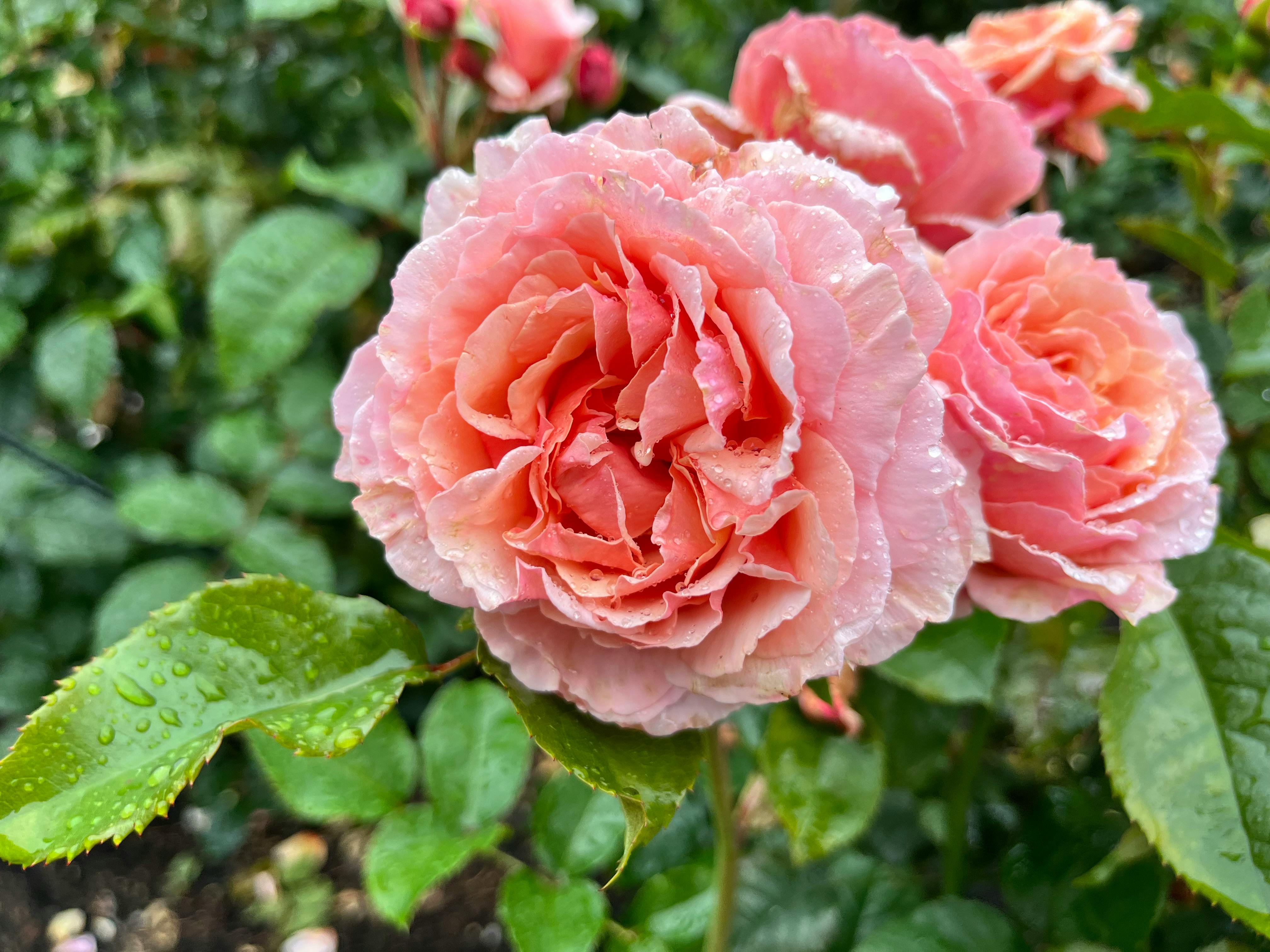Close-up of Dewy Pink Rose in Bloom · Free Stock Photo