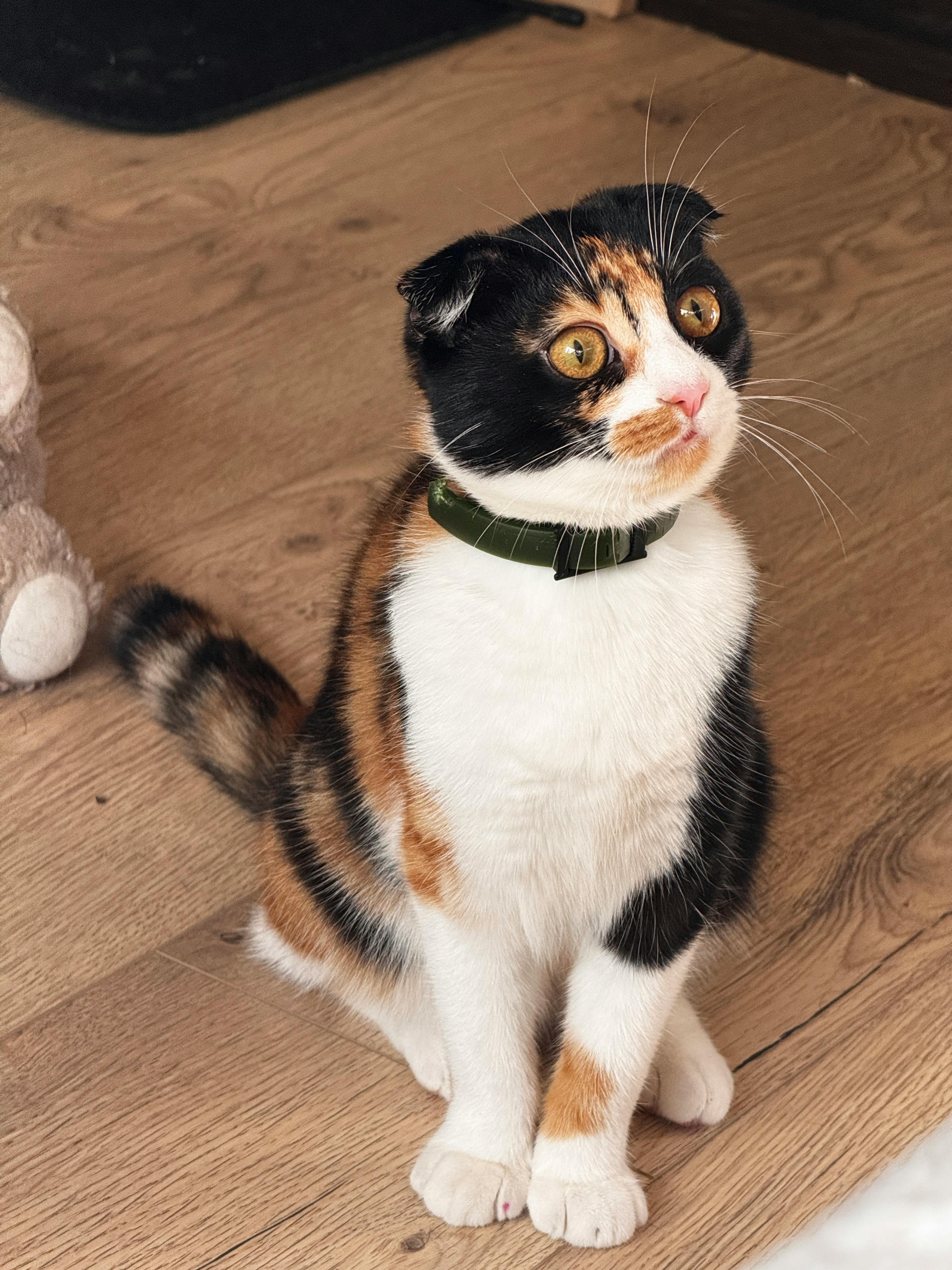 Adorable Calico Scottish Fold Cat Indoors · Free Stock Photo