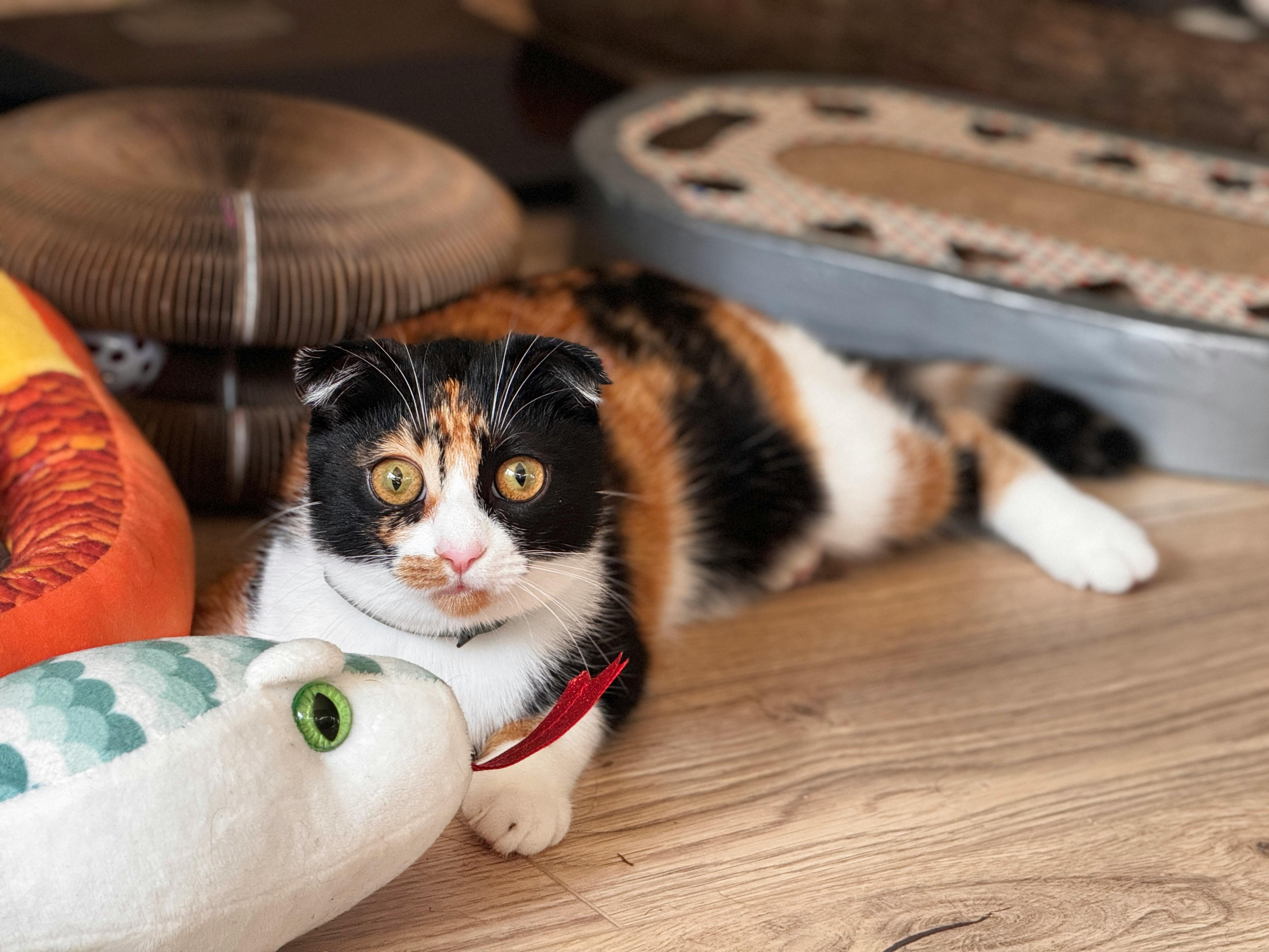 Adorable Calico Cat Playing with Toy Snake Indoors · Free Stock Photo