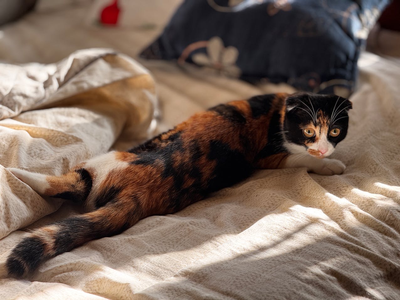 Cat Types Calico: Exploring Patterns, Breeds, and History