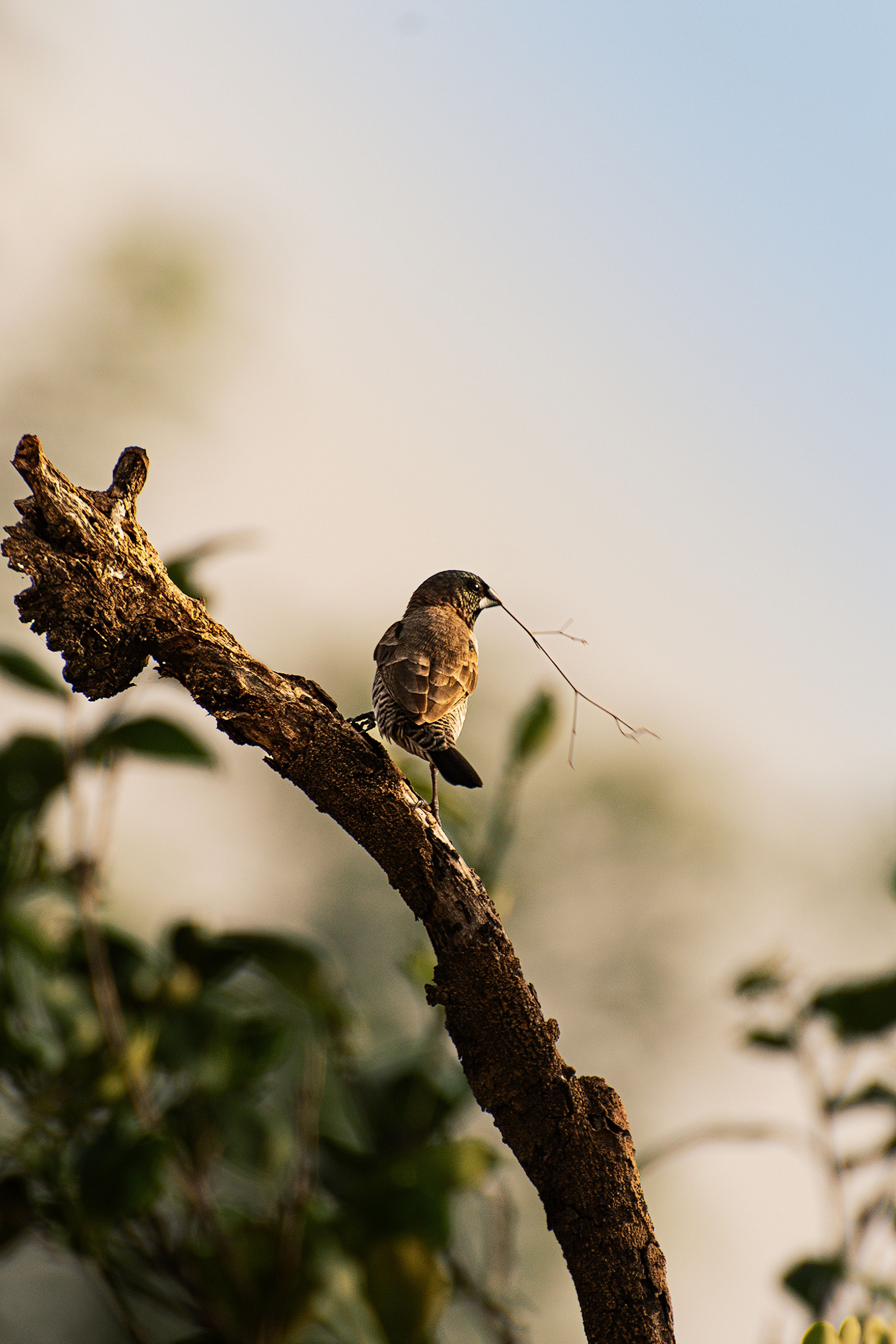 Bird Photographing Photos, Download The BEST Free Bird Photographing ...