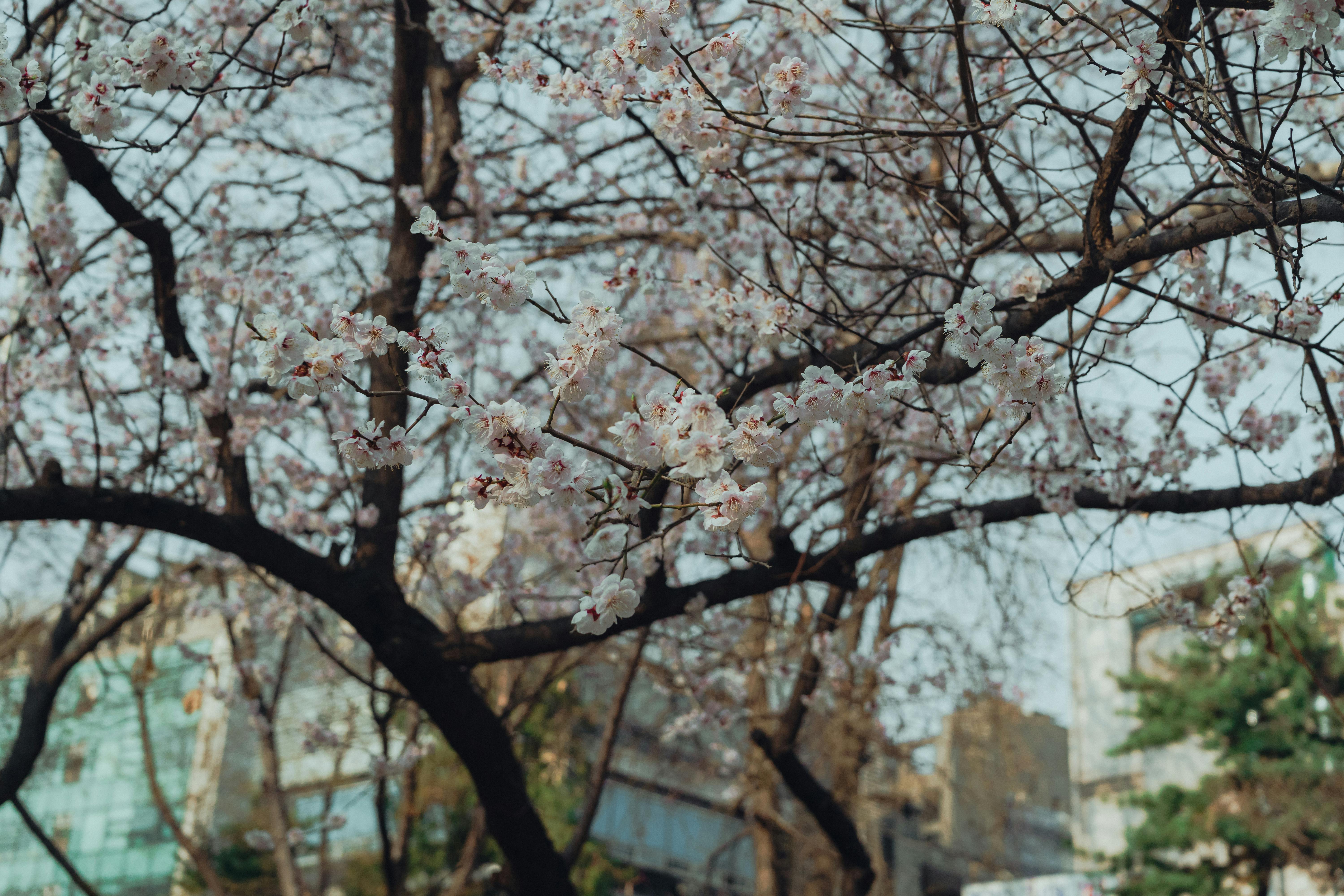 Bokep+Massage+Korea Photos, Download The BEST Free Bokep+Massage+Korea Stock Photos & HD Images