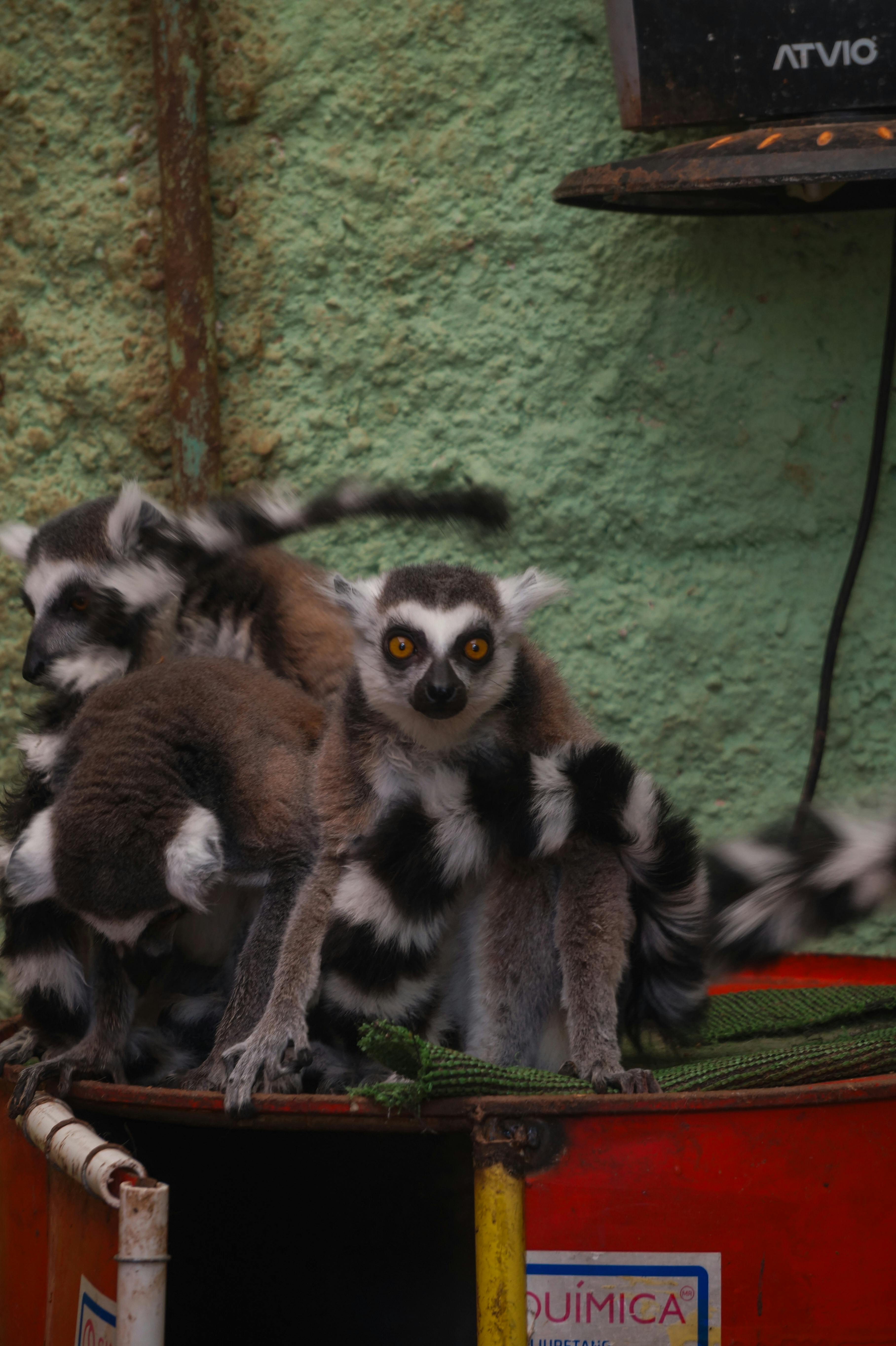 Cute Lemurs Photos, Download The BEST Free Cute Lemurs Stock Photos & HD Images