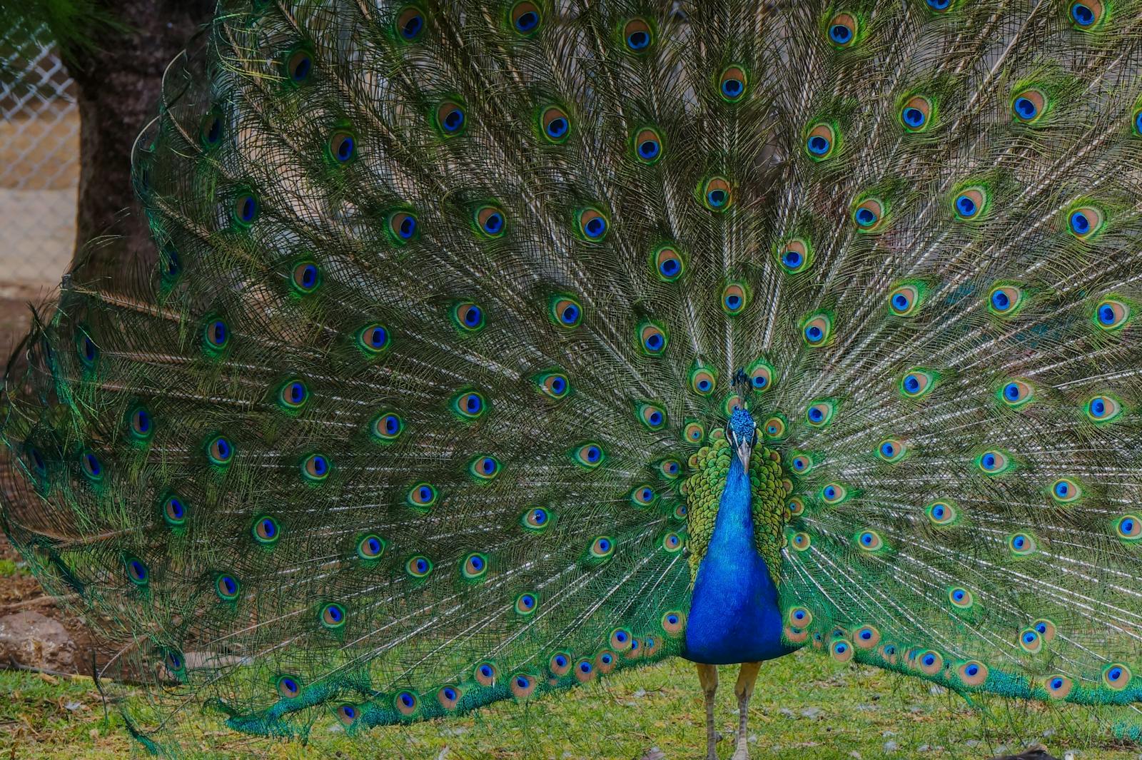 Peacock Images Photos, Download The BEST Free Peacock Images Stock ...