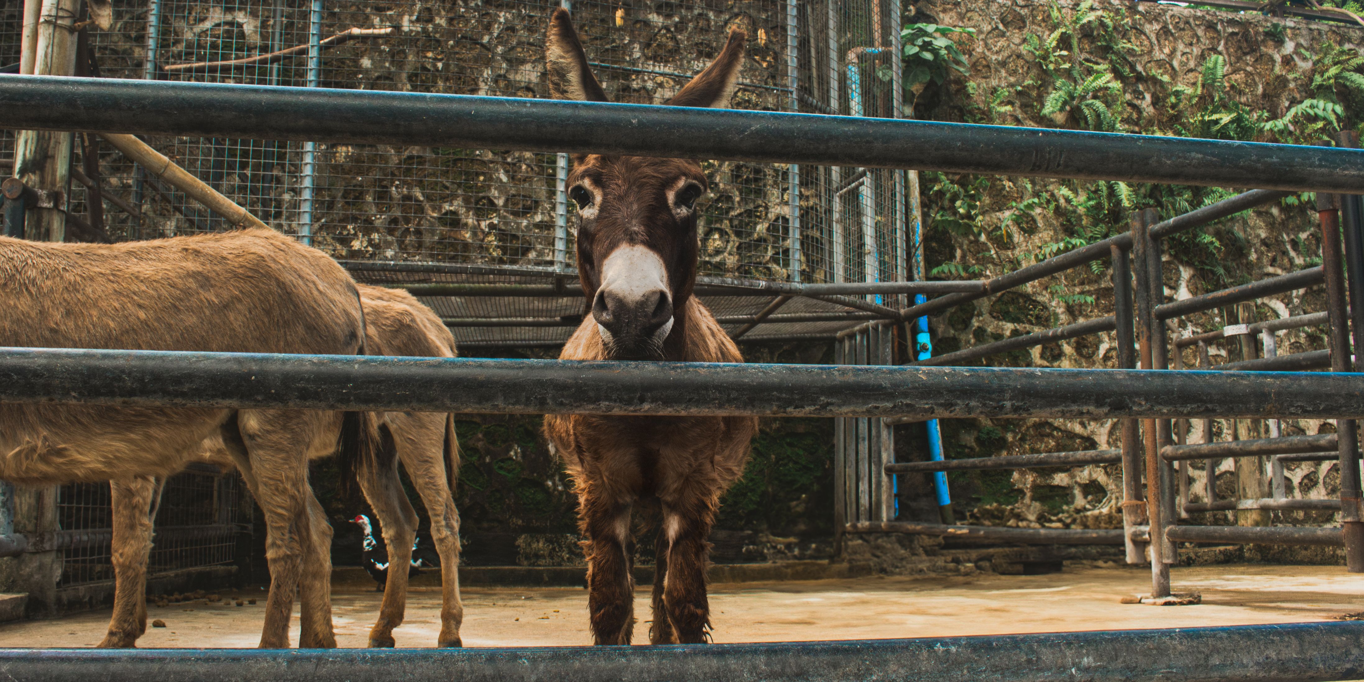 Burro Em Recinto No Santuário De Cagayan De Oro · Foto profissional ...