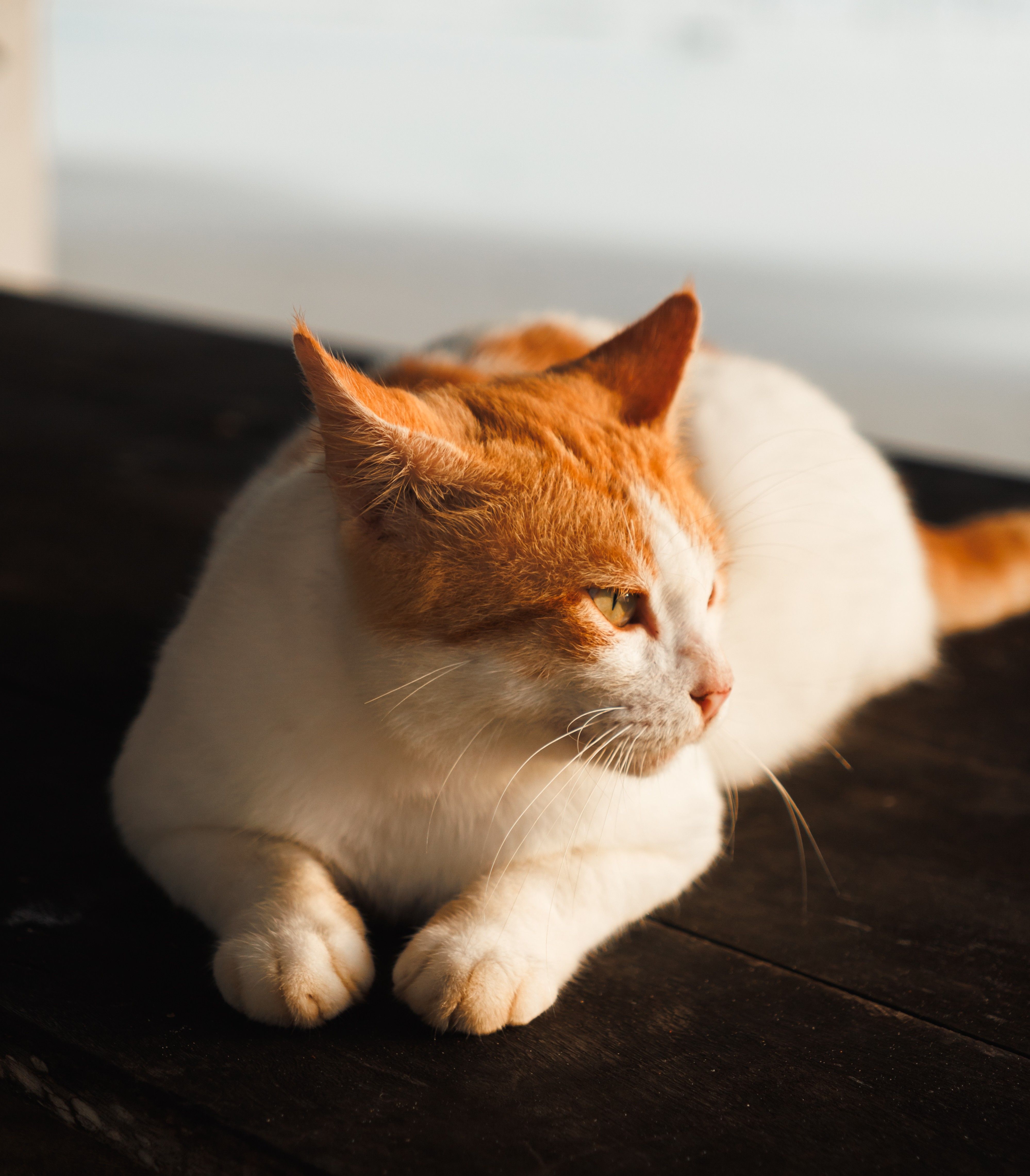 Gato Ruivo Relaxando Ao Pôr Do Sol Na Praia De Kuantan · Foto ...