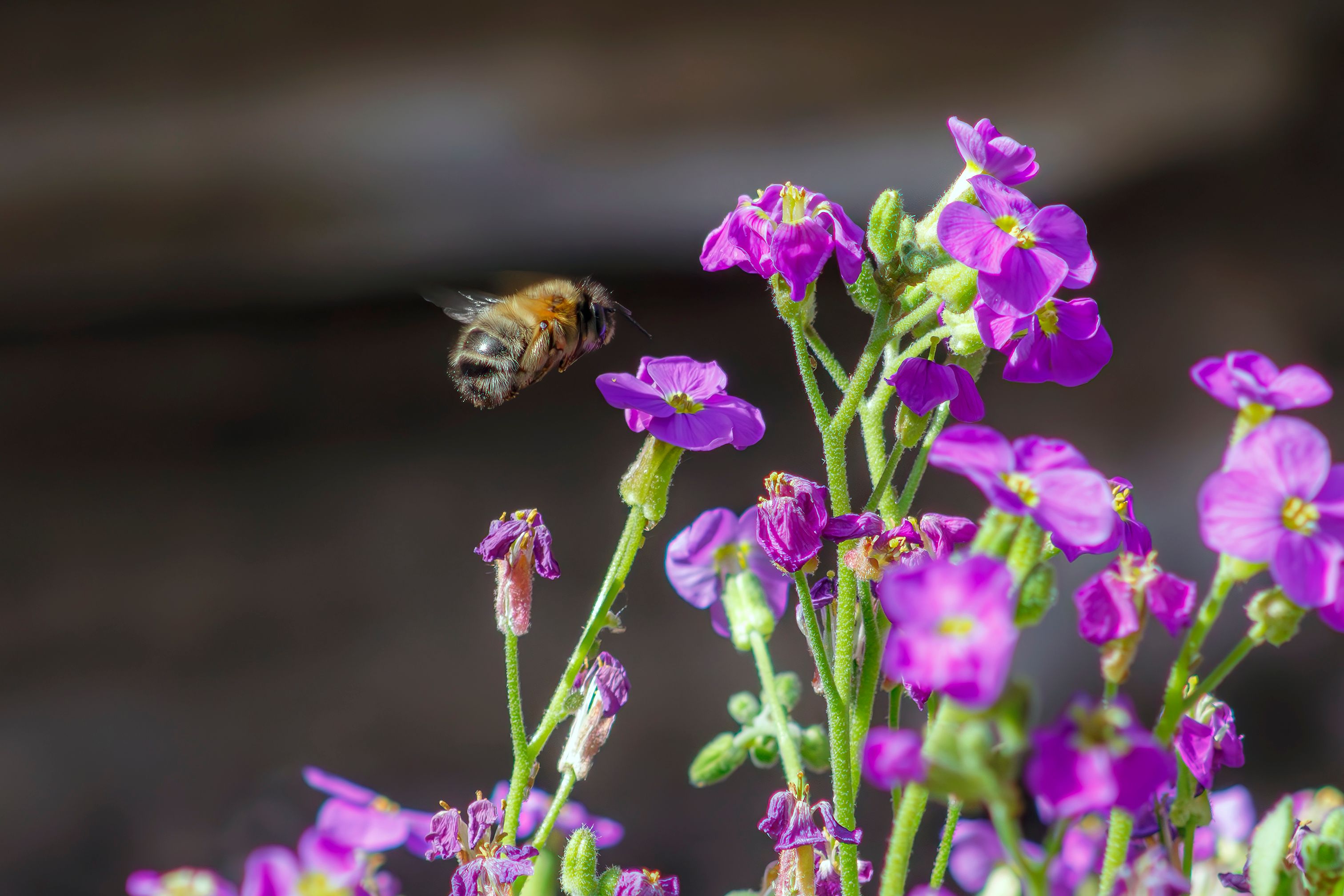 Close-Up of Bee Pollinating Purple Flowers in Spring · Free Stock Photo