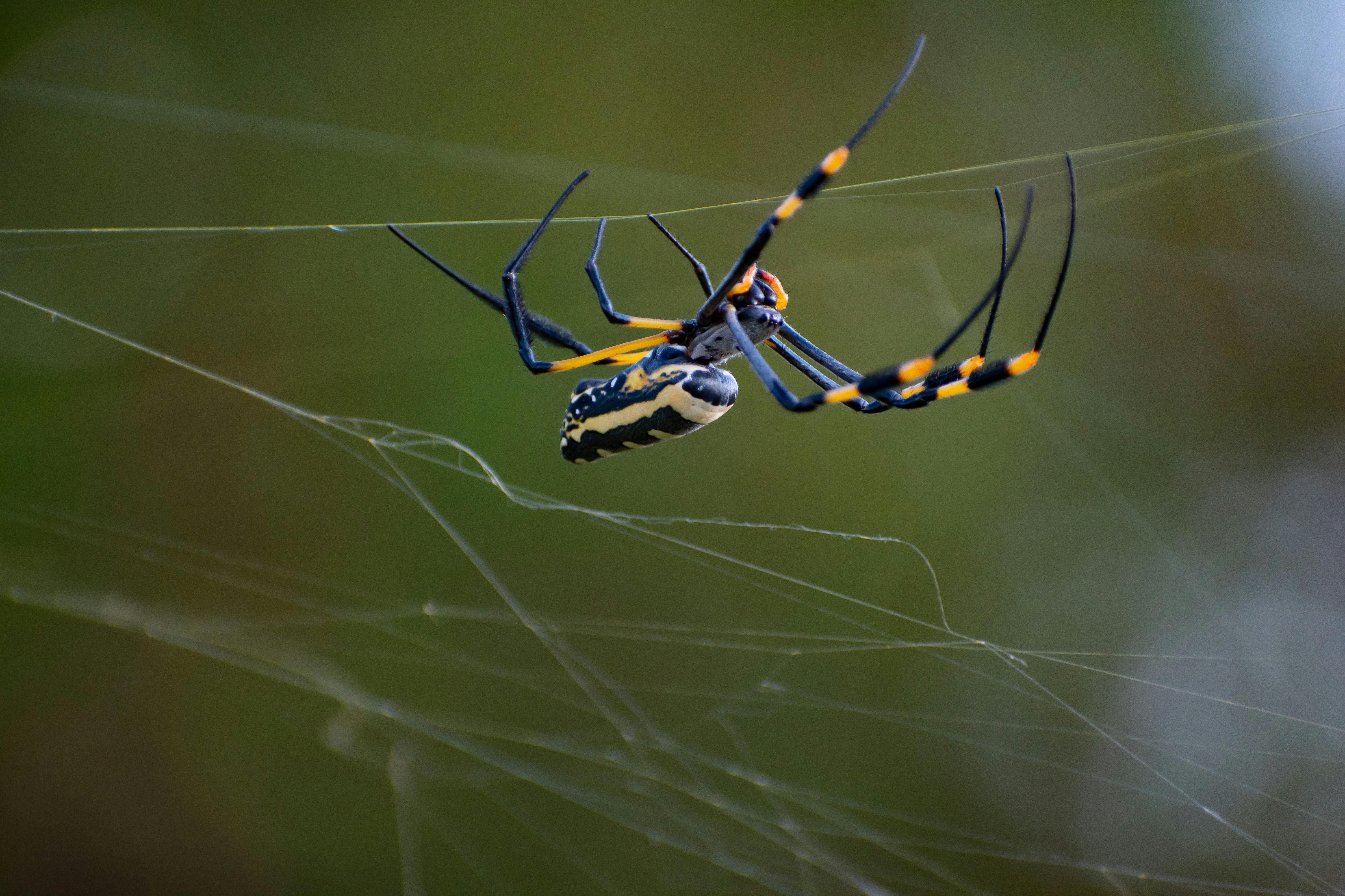 Video+Downloader+Web Photos, Download The BEST Free Video+Downloader ...