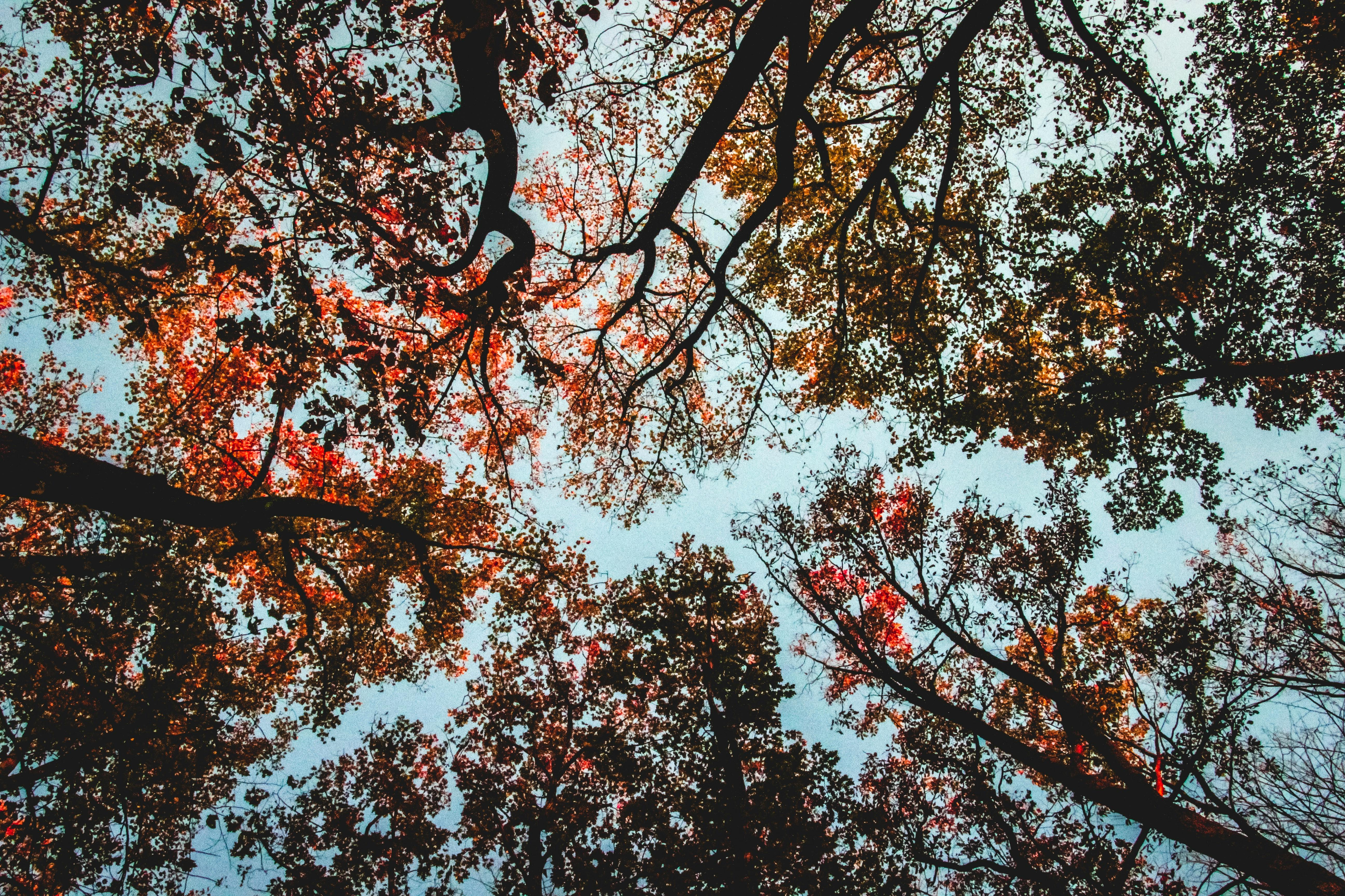 Low Angle Photography of Green-Leafed Trees · Free Stock Photo