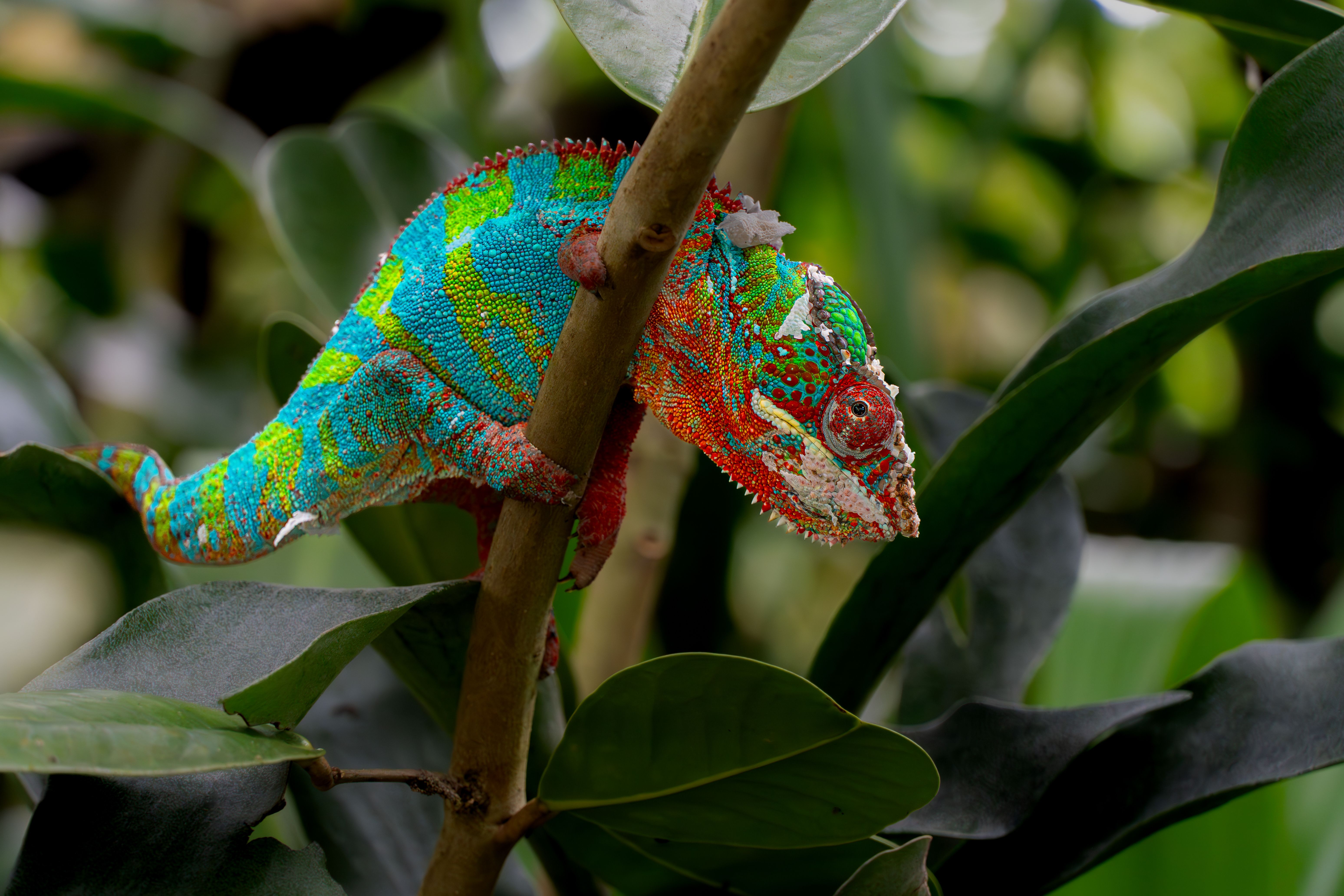 Colorful Chameleon in Natural Habitat Close-Up · Free Stock Photo