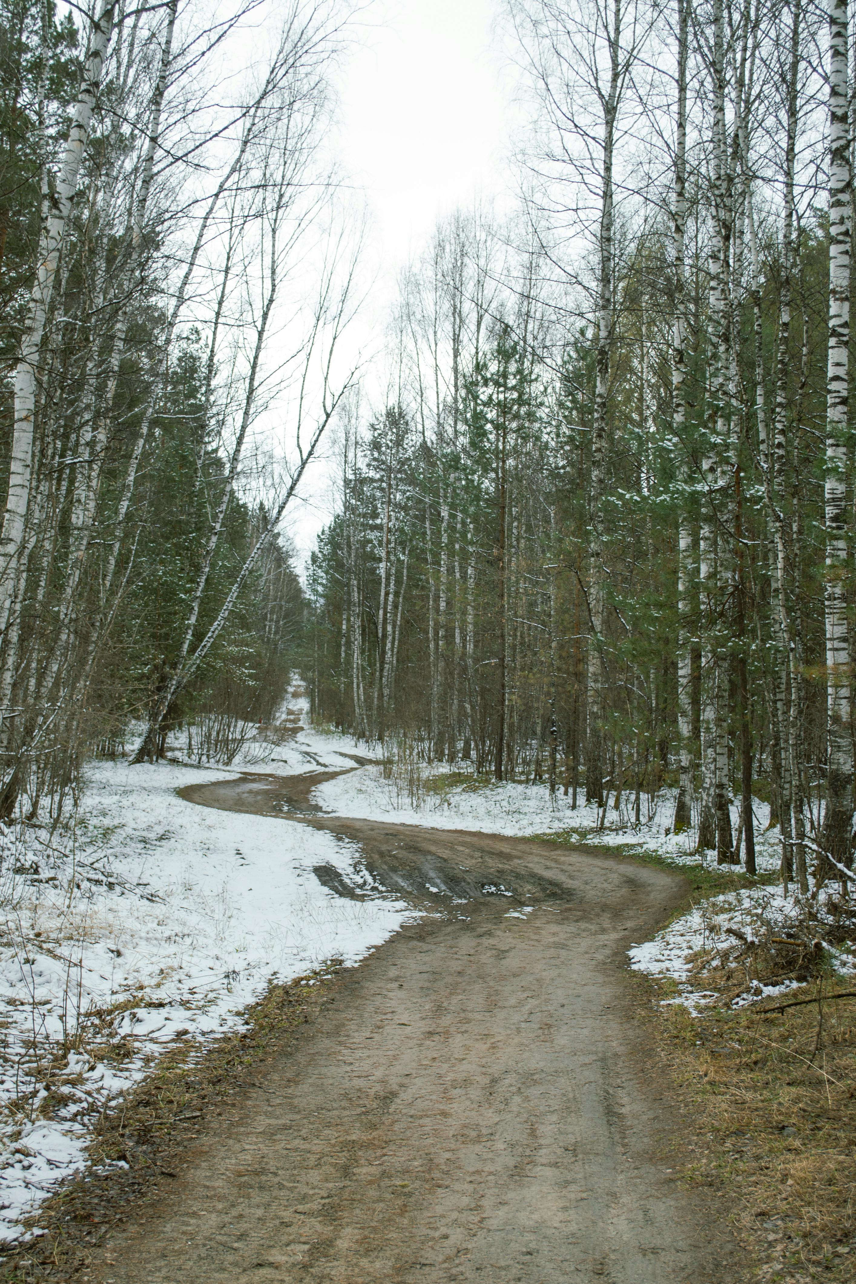 Snow Forest Road Photos, Download The BEST Free Snow Forest Road Stock ...