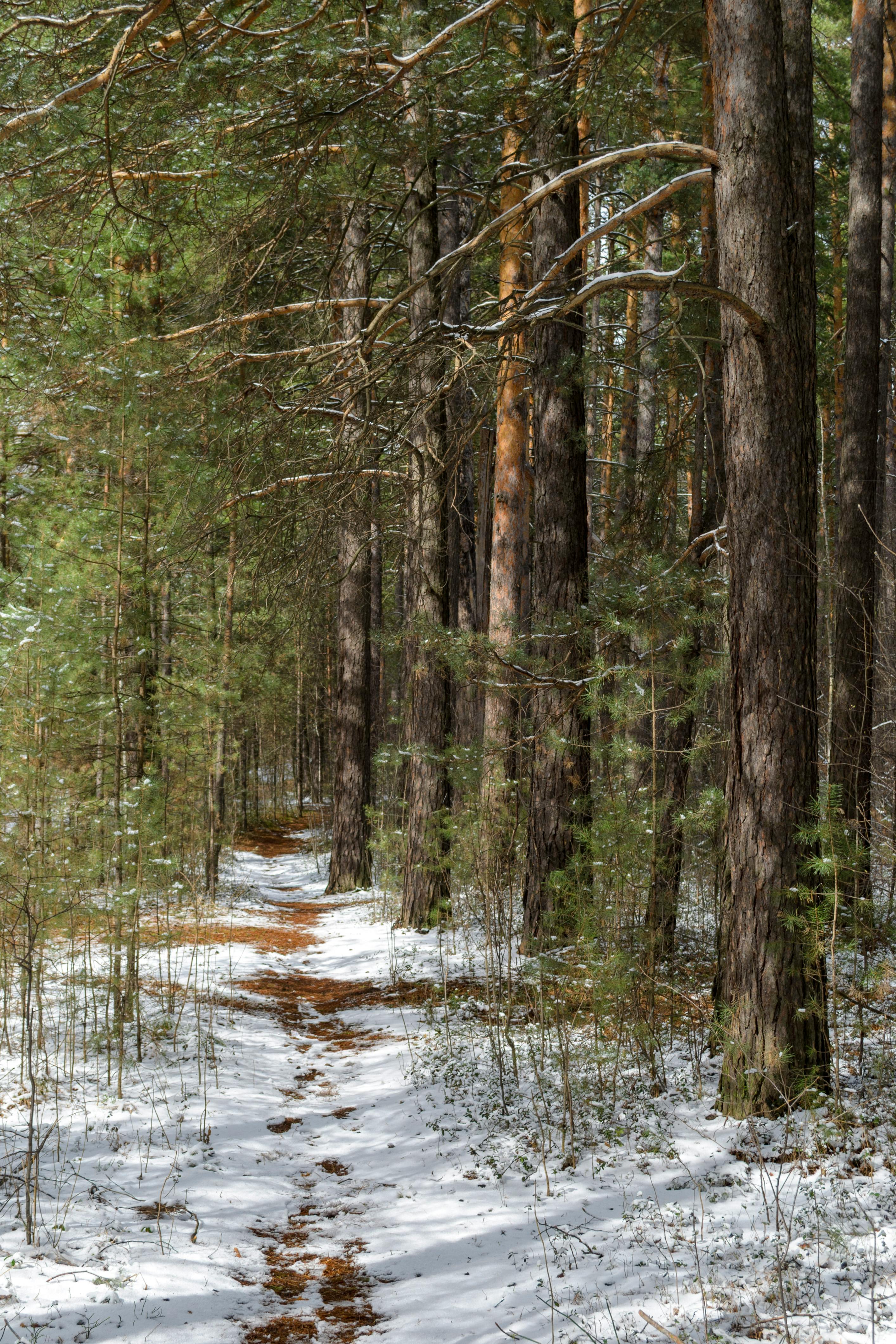 Serene Snowy Path Through Evergreen Forest · Free Stock Photo