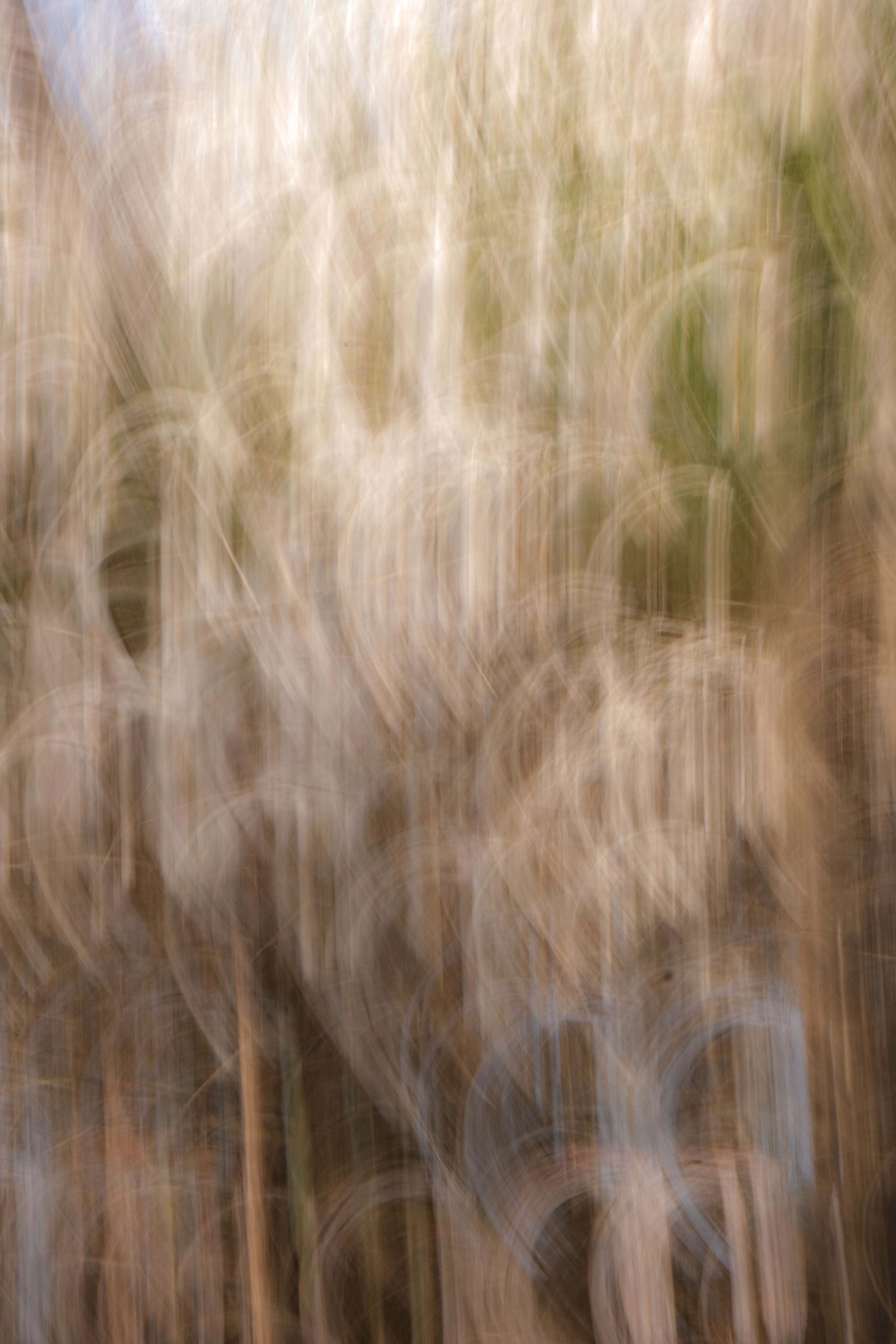 Soft Abstract Motion Blur of Nature Scene · Free Stock Photo