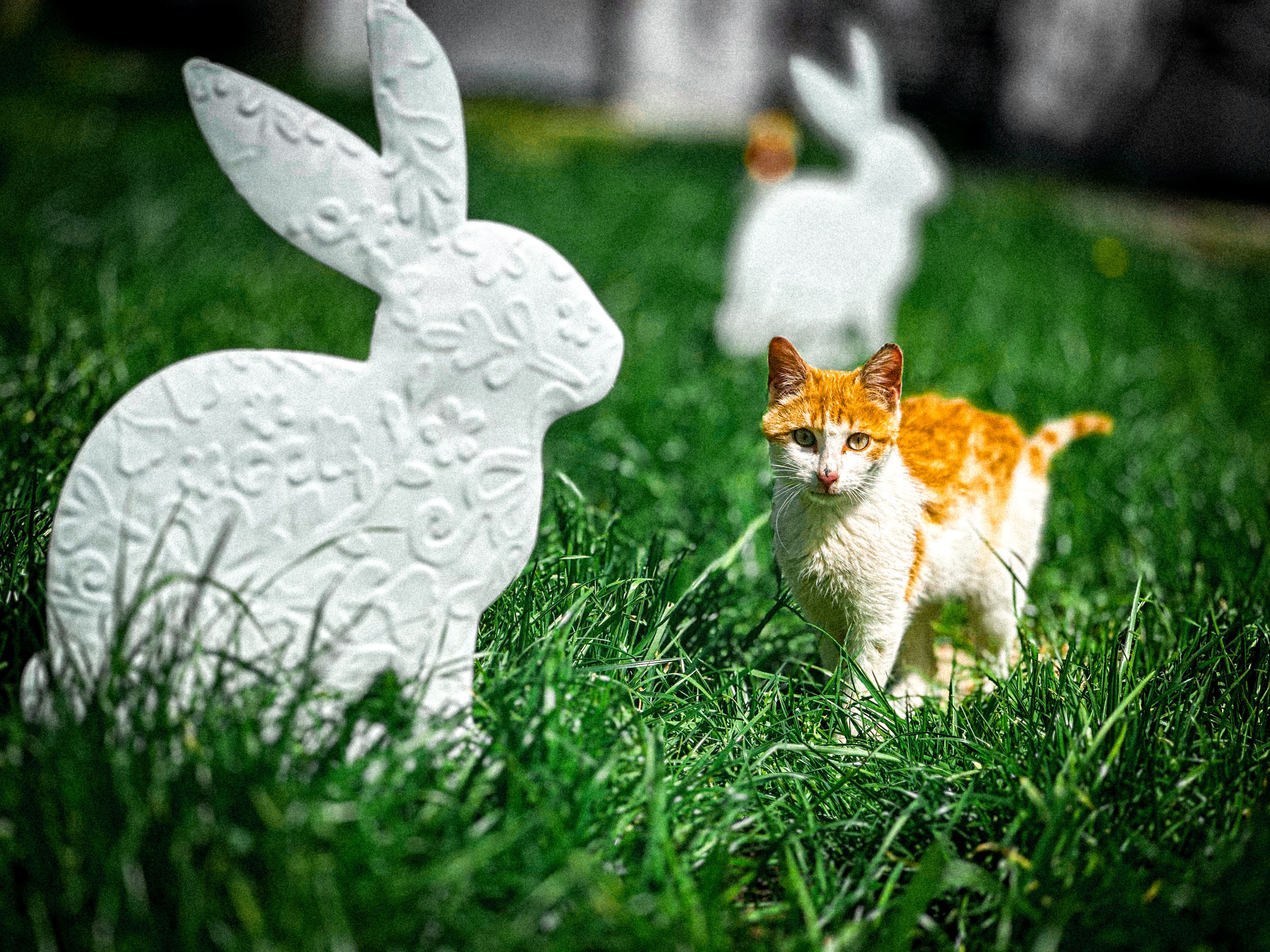 Cat and Decorative Rabbits on Green Lawn · Free Stock Photo