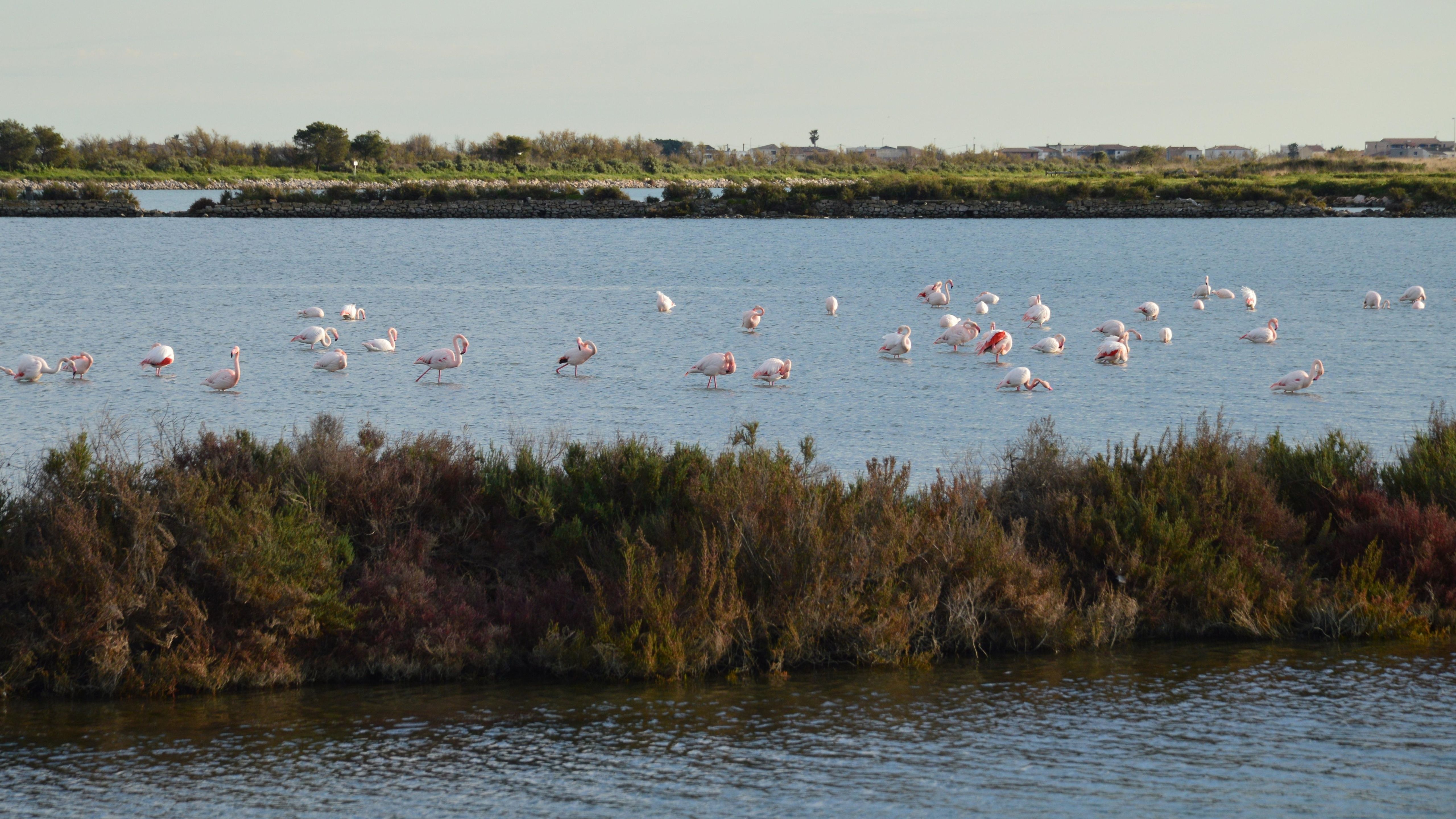 Flock of Flamingos in a French Wetland · Free Stock Photo