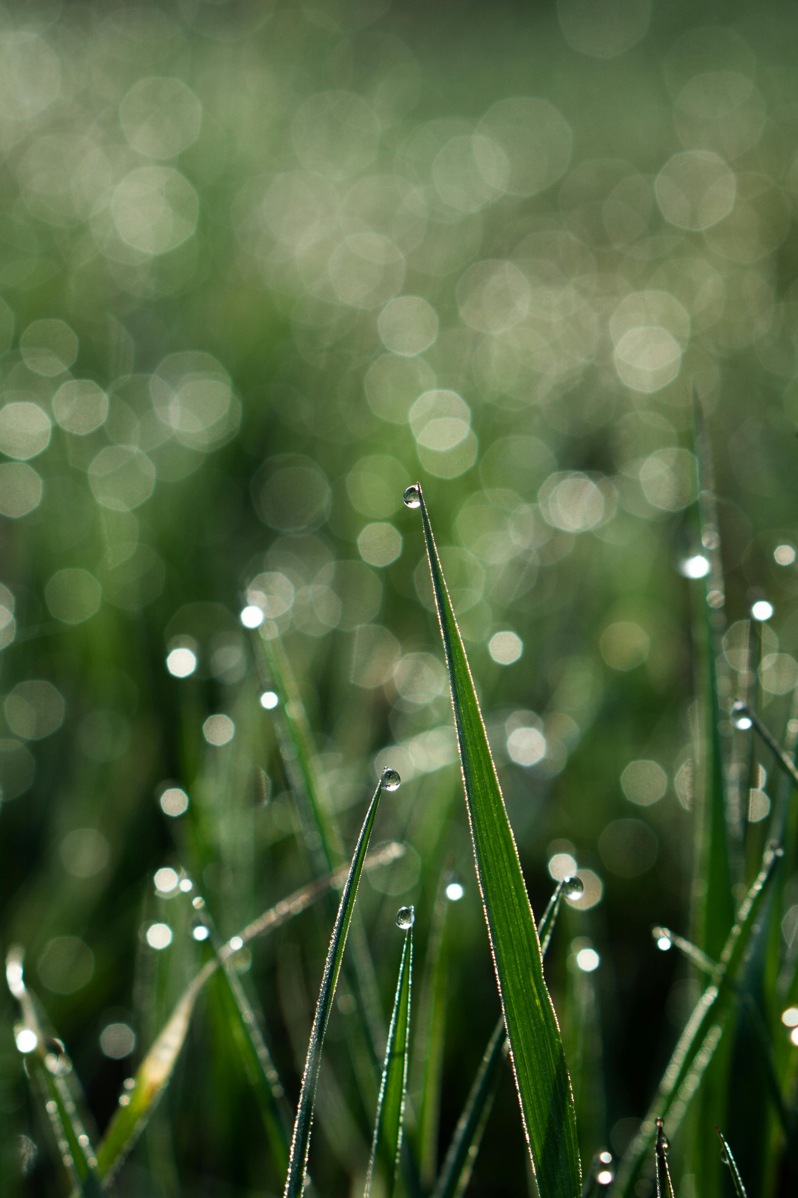 Fresh Morning Light on Dew-Covered Grass · Free Stock Photo