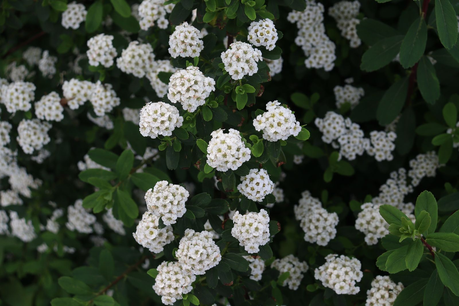 Flower Landscape Photos, Download The BEST Free Flower Landscape Stock ...