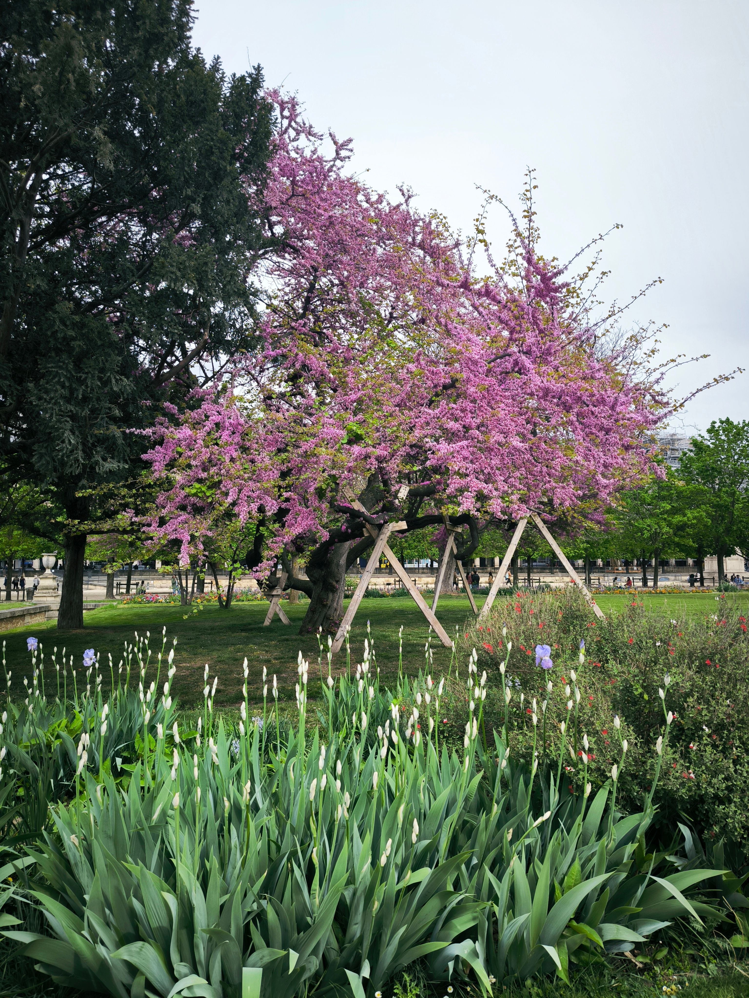 Blooming Pink Tree in Lush Spring Garden · Free Stock Photo