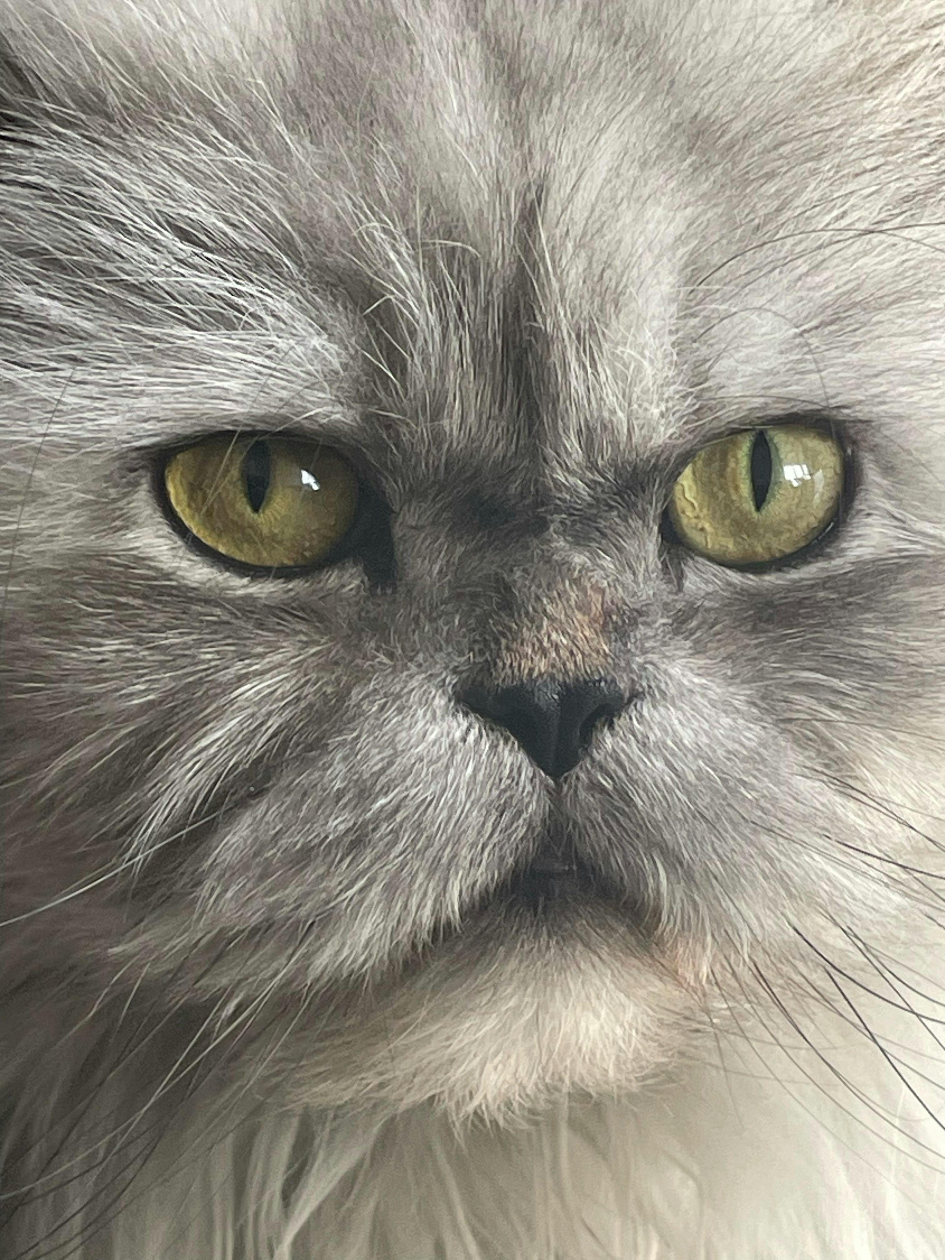 Beautiful Cat Grumpy Photos, Download The BEST Free Beautiful Cat ...