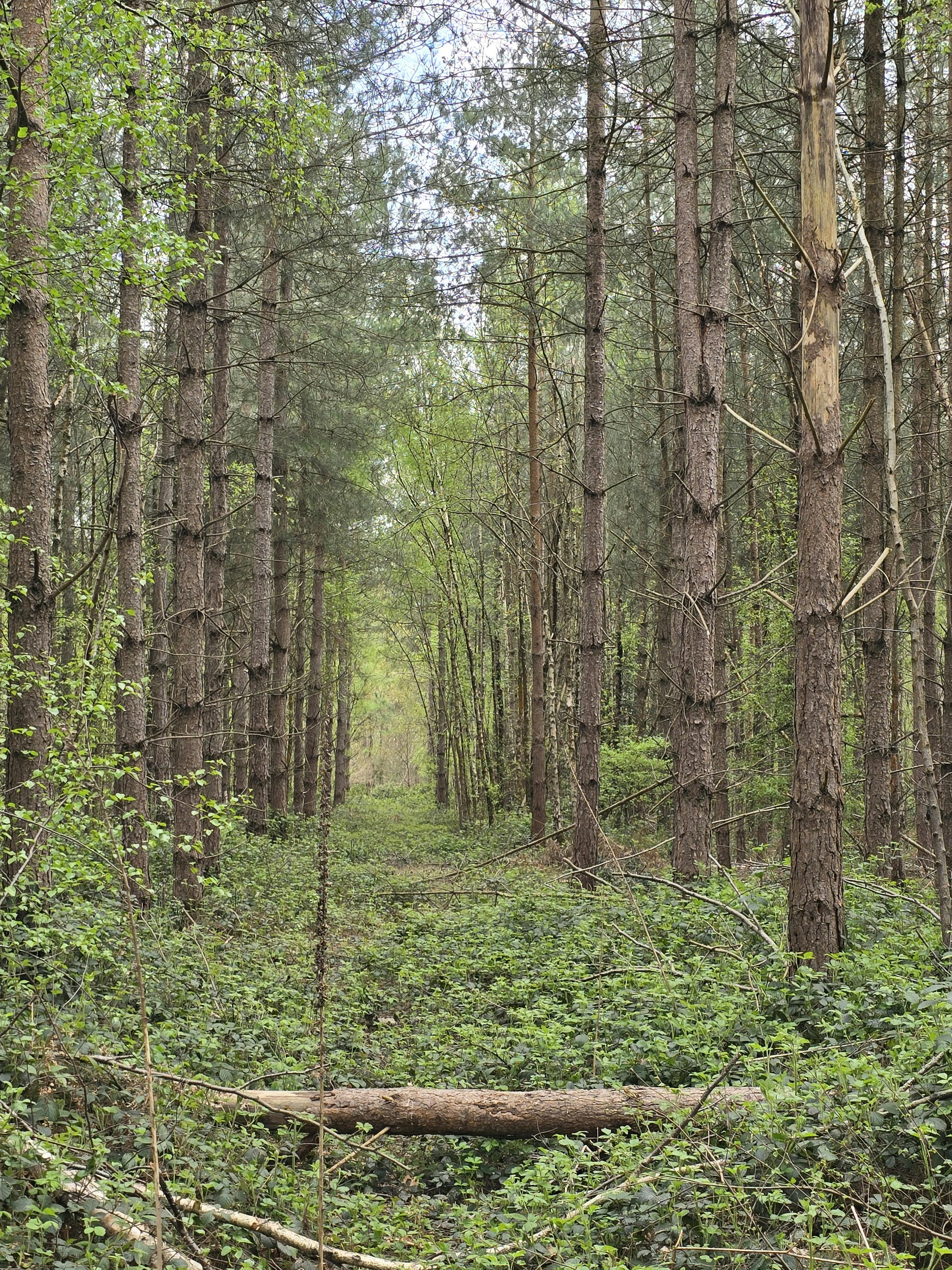 Timber Lumber Photos, Download The BEST Free Timber Lumber Stock Photos ...