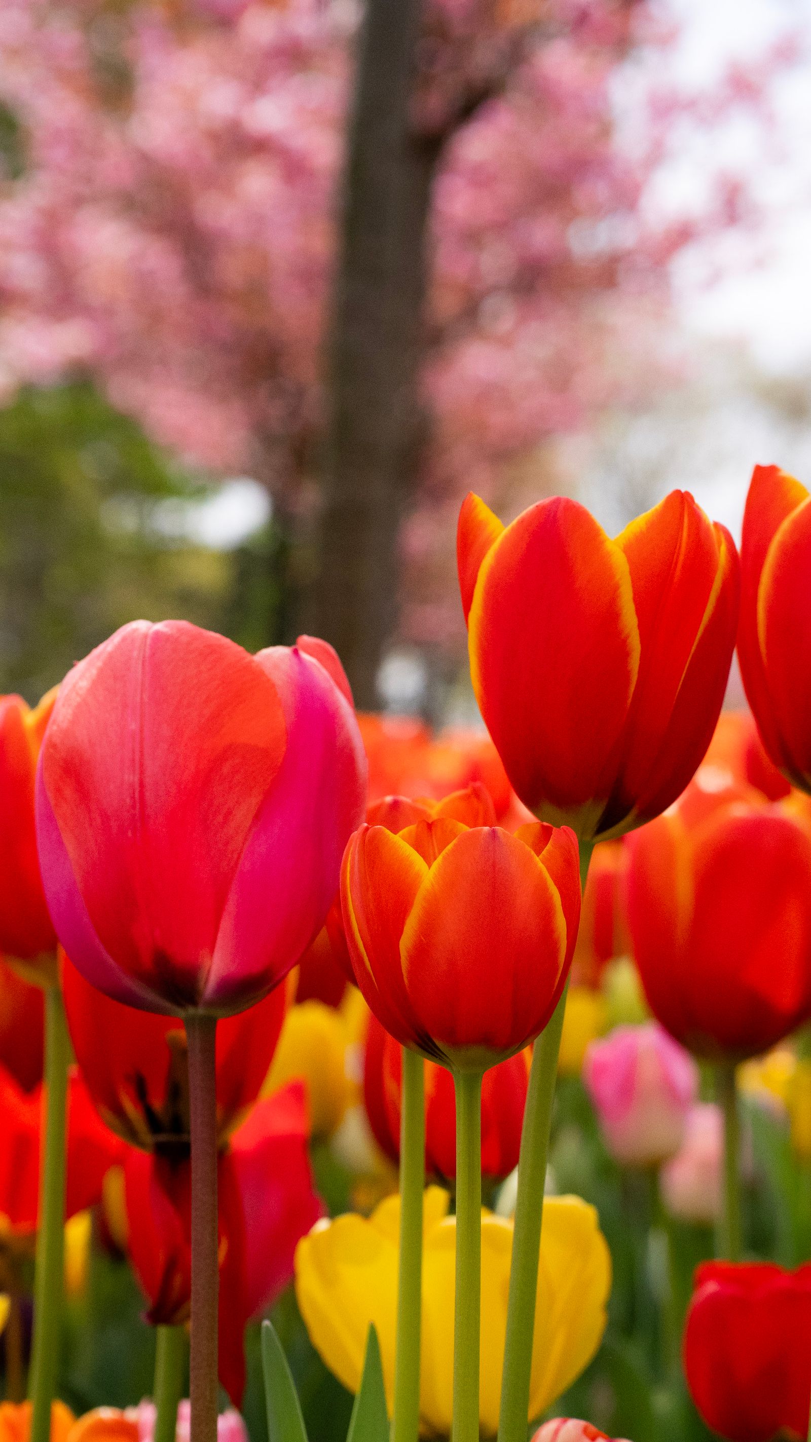Screen Saver Tulips Photos, Download The BEST Free Screen Saver Tulips ...