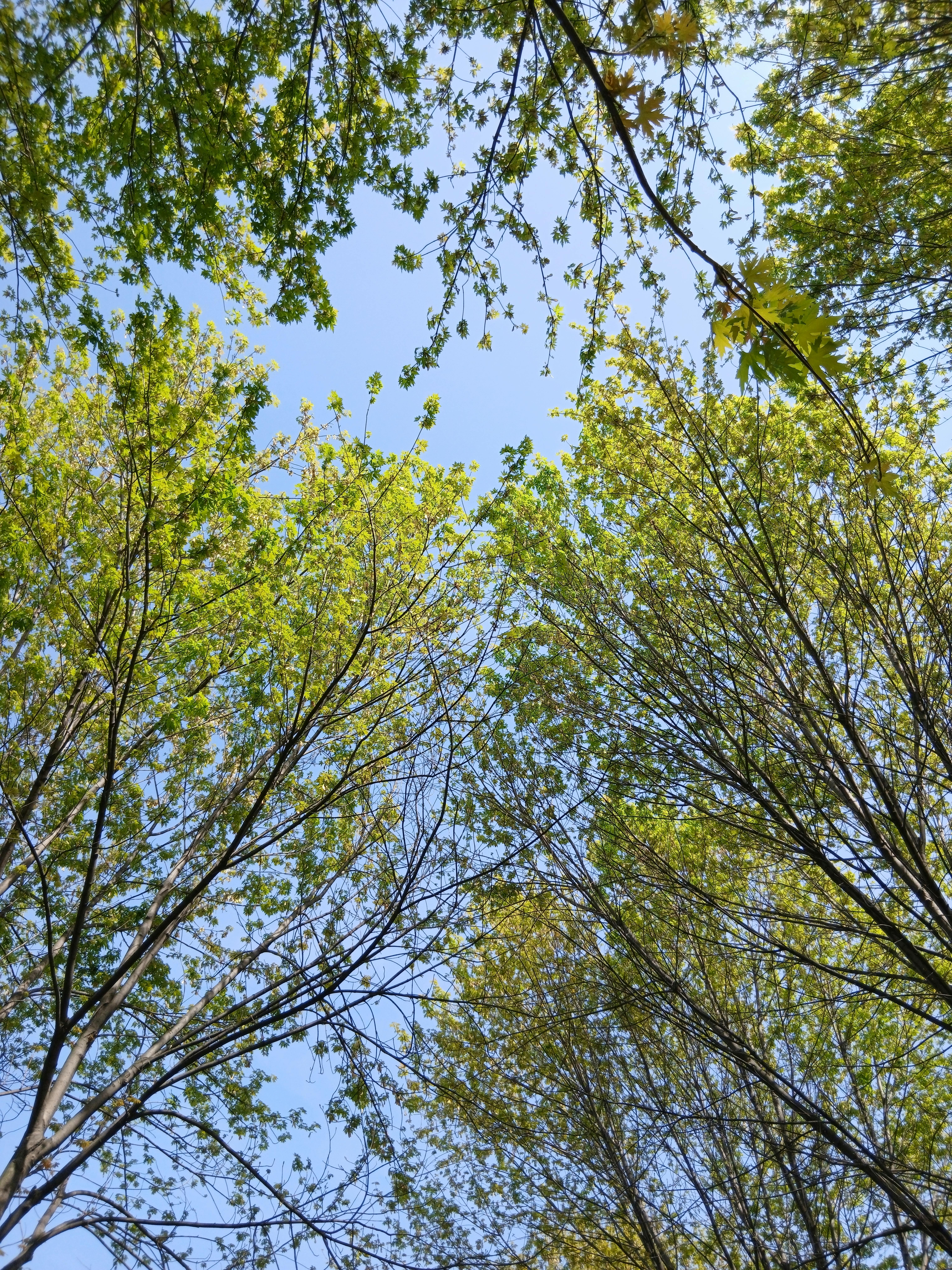 View of Green Spring Trees from Below · Free Stock Photo