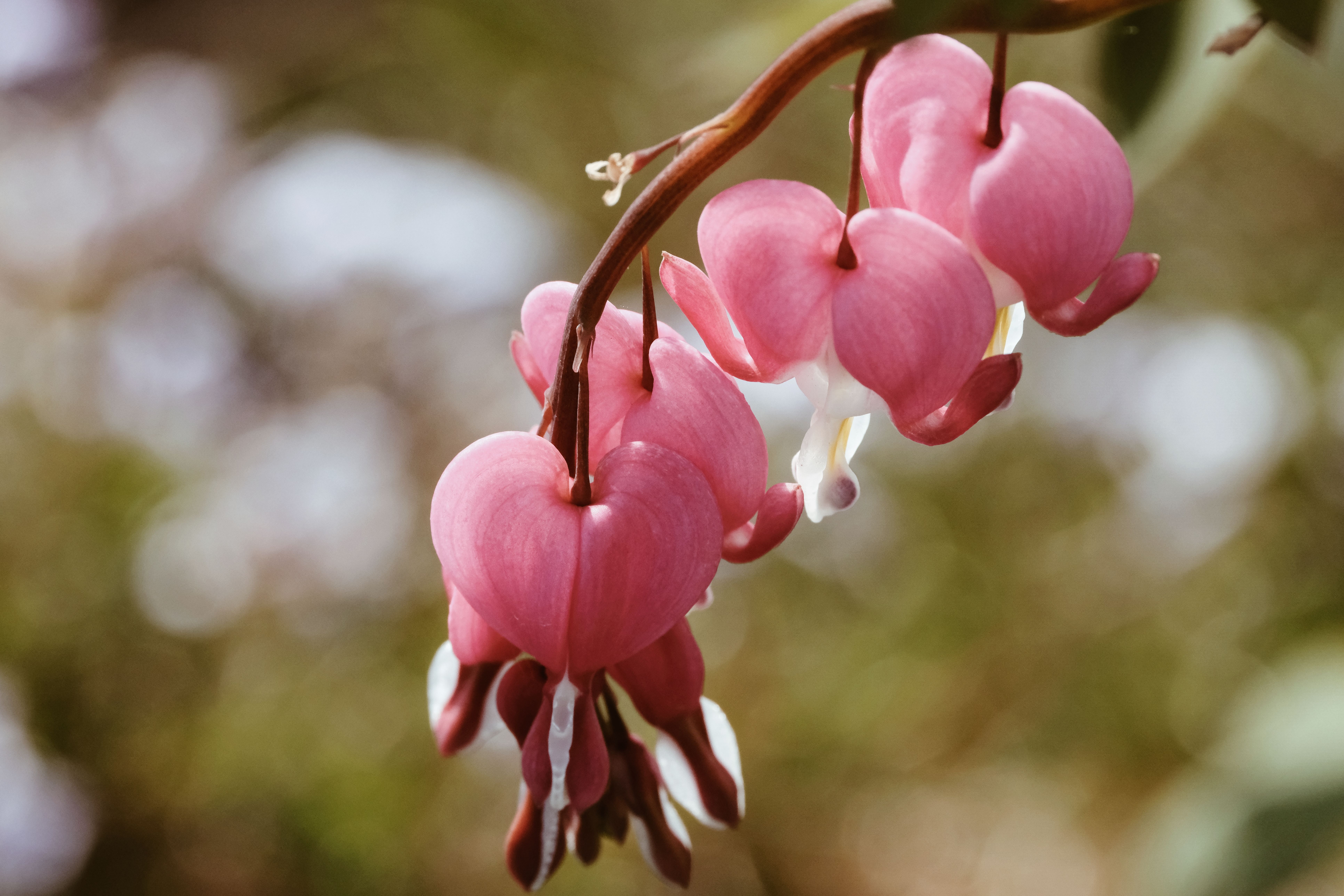 Download Bleeding Heart Wallpapers