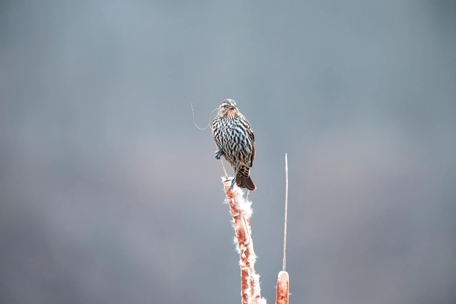 Flappy Bird Background Photos, Download The BEST Free Flappy Bird ...