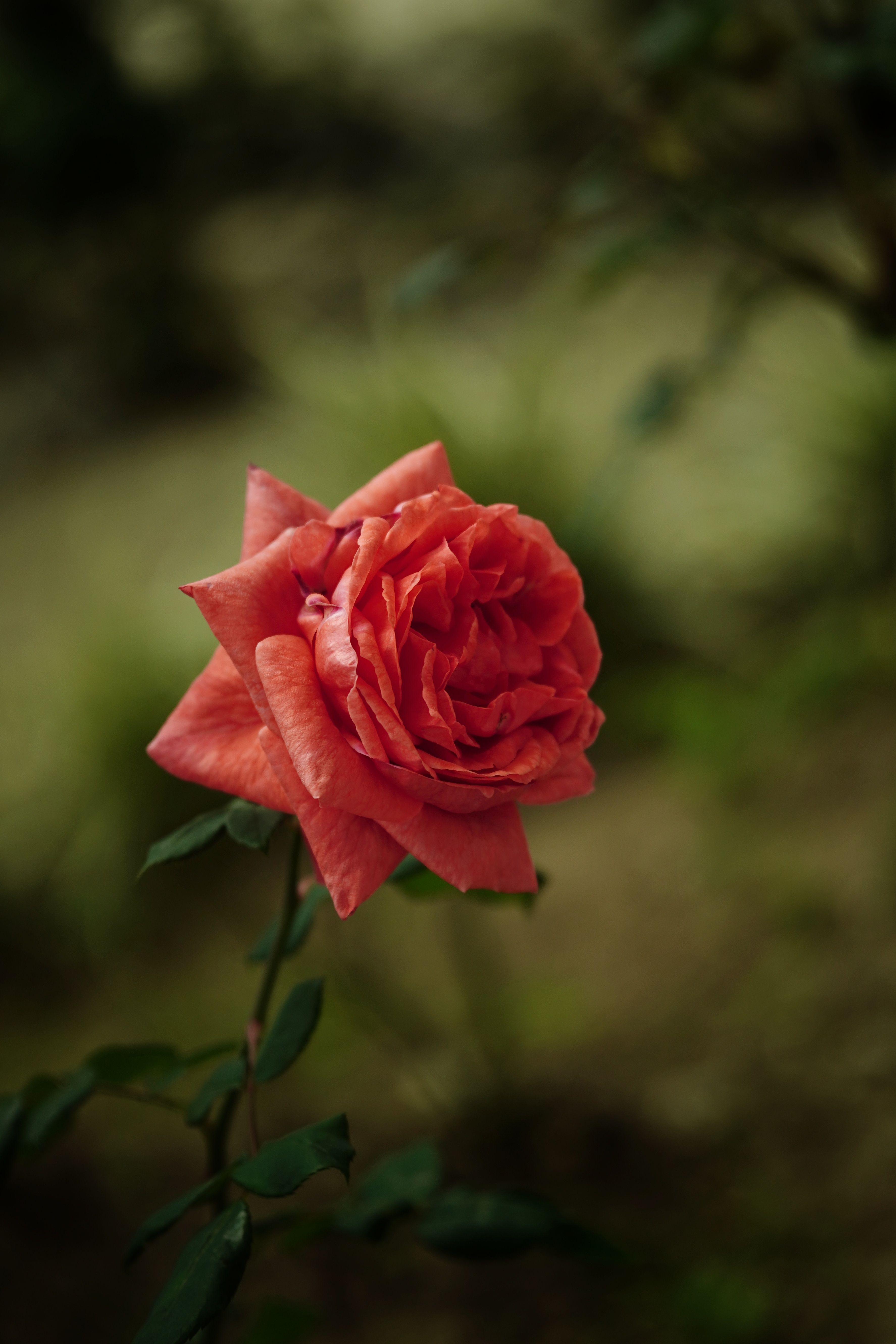 Close-up of a Vibrant Red Rose in Bloom · Free Stock Photo