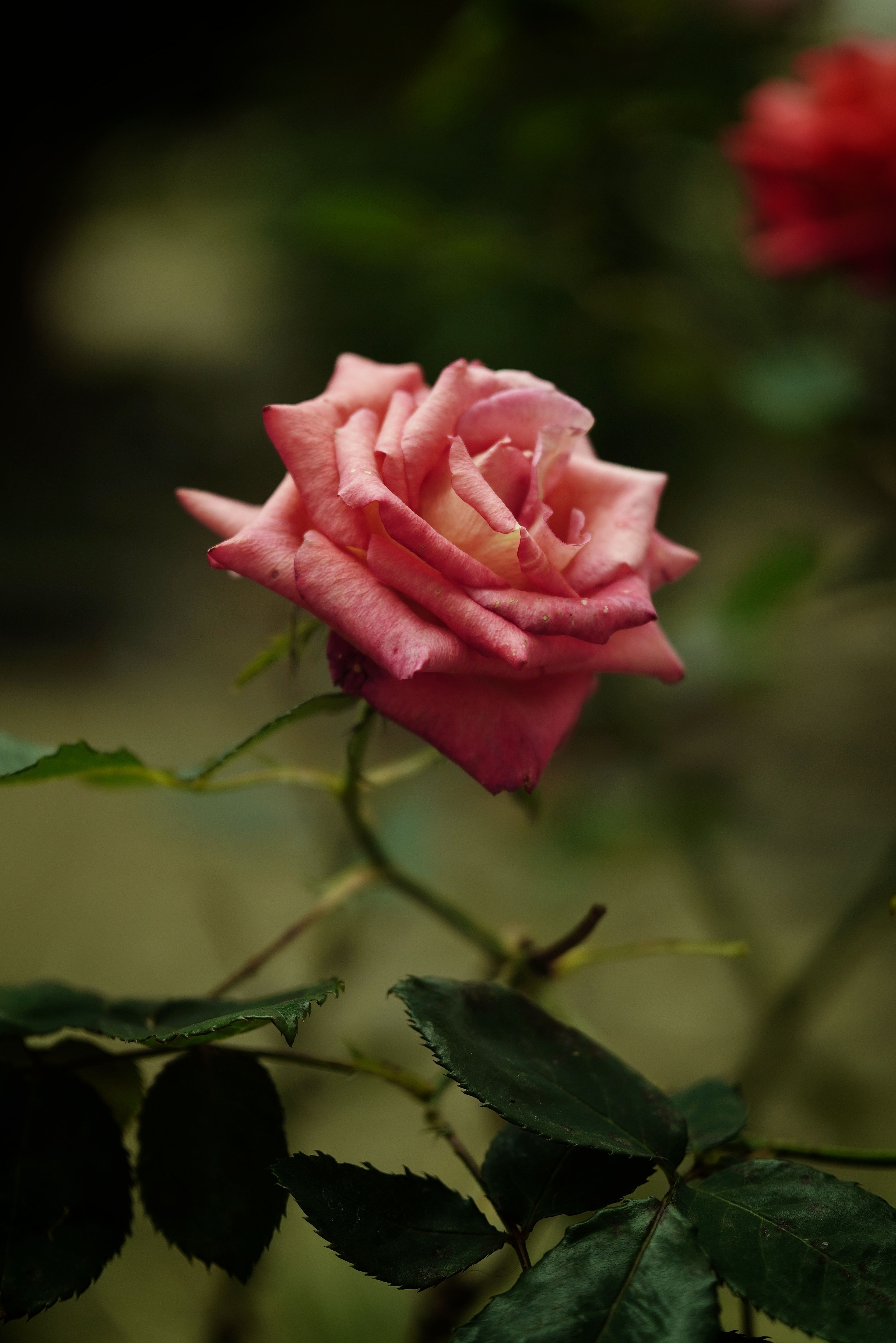 Close-up of a Pink Rose in Bloom · Free Stock Photo