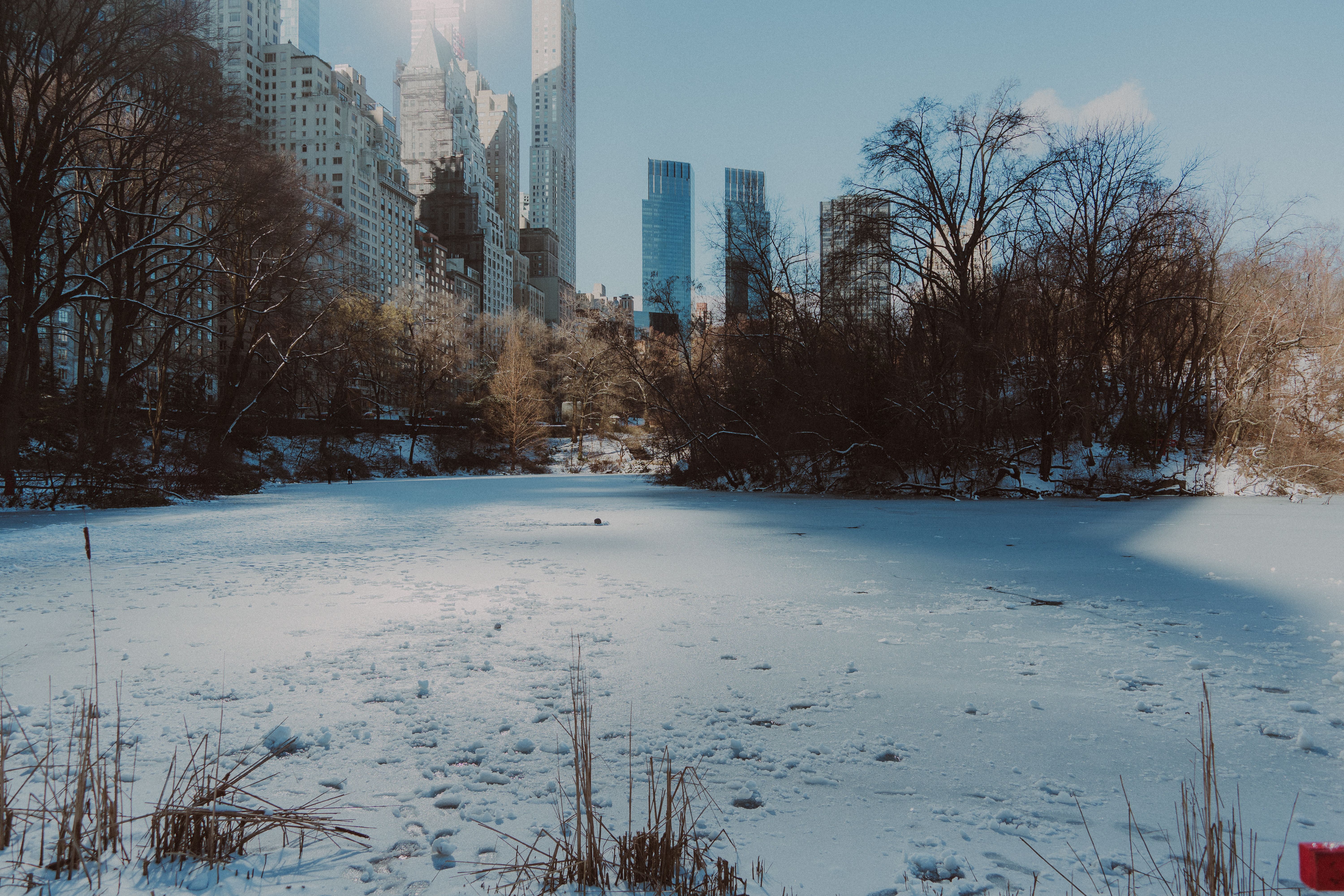 Winter Scene in Central Park, New York City · Free Stock Photo