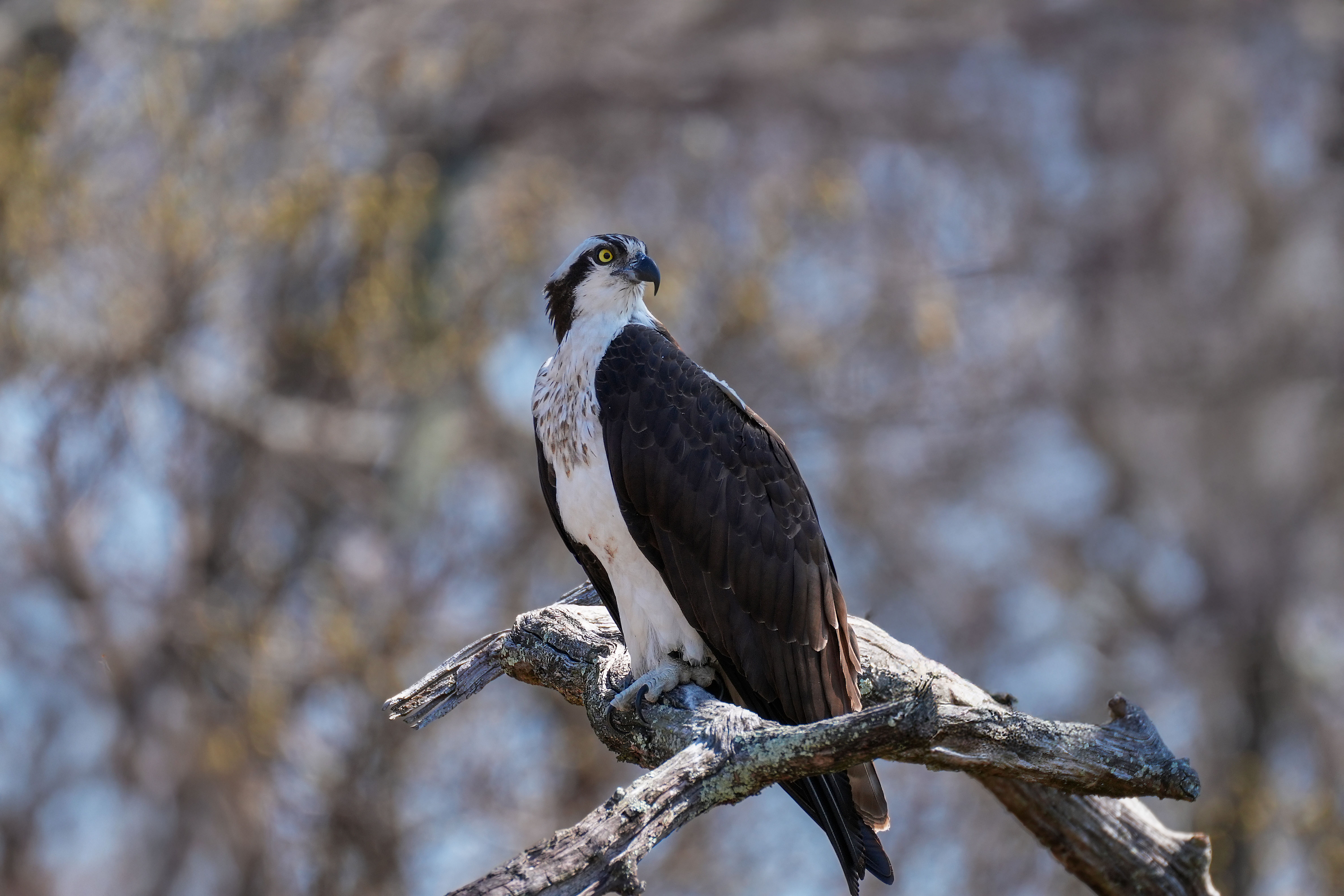 Majestic Osprey Resting on a Tree Branch · Free Stock Photo