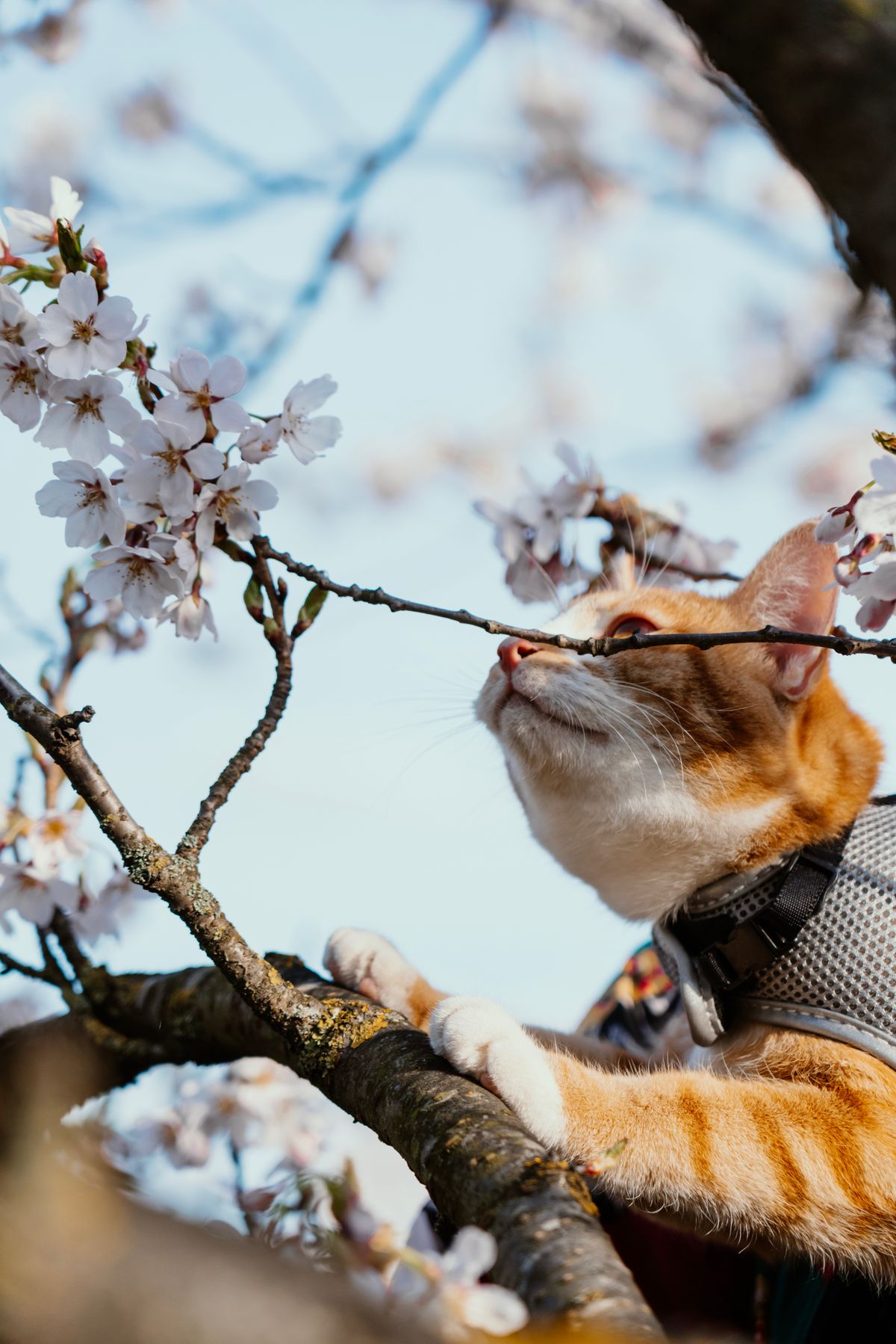 Cat Cherry Blossom Photos, Download The BEST Free Cat Cherry Blossom ...