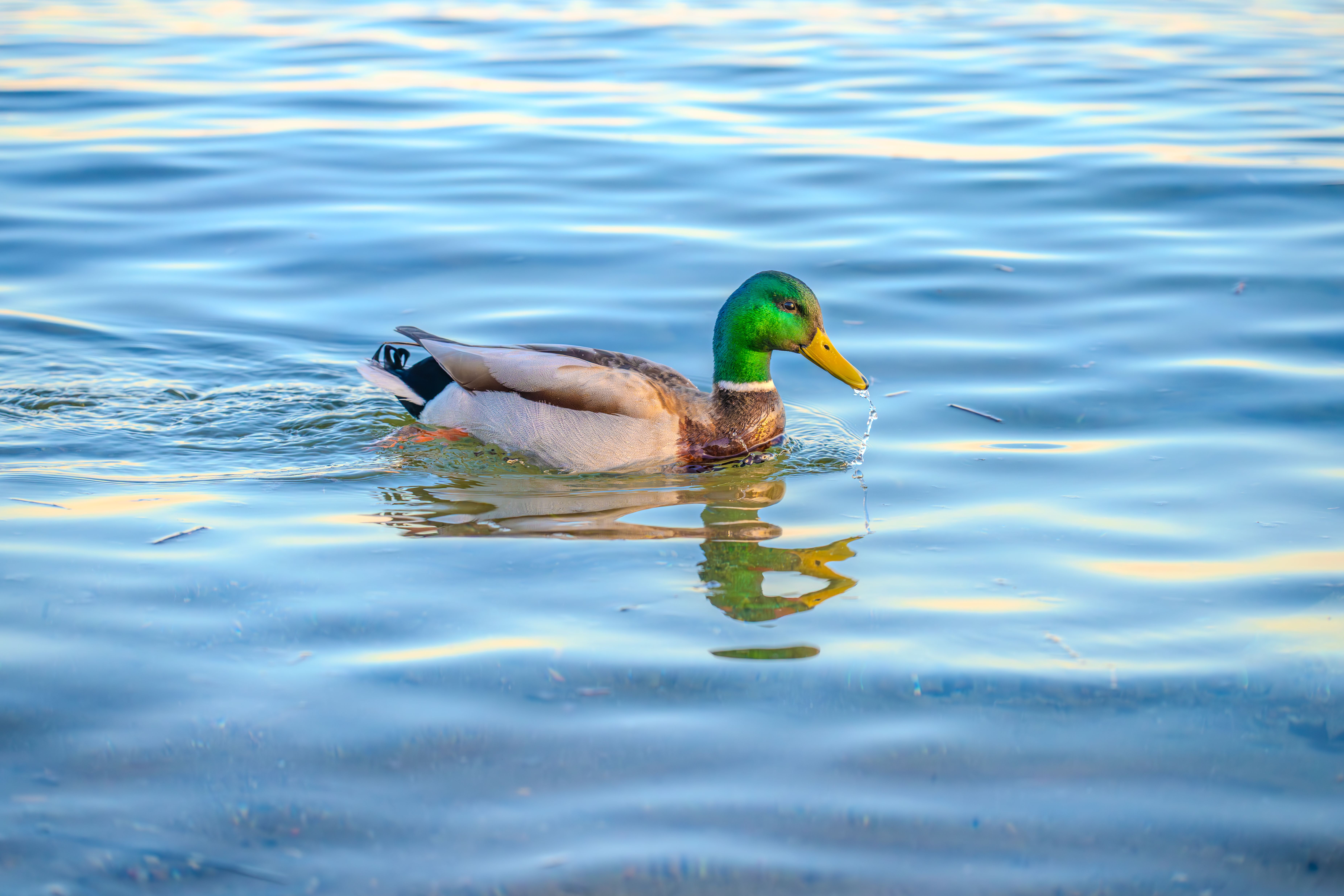 Mallard Photos, Download The BEST Free Mallard Stock Photos & HD Images