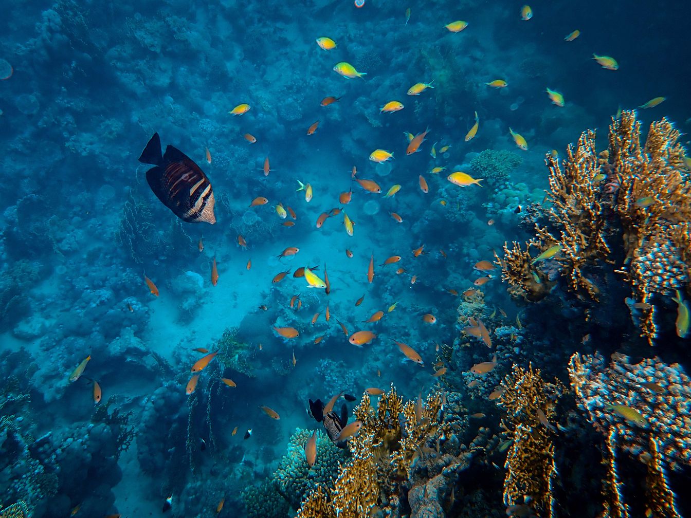 Fish Israel: Types, Facts, and History You Need to Know