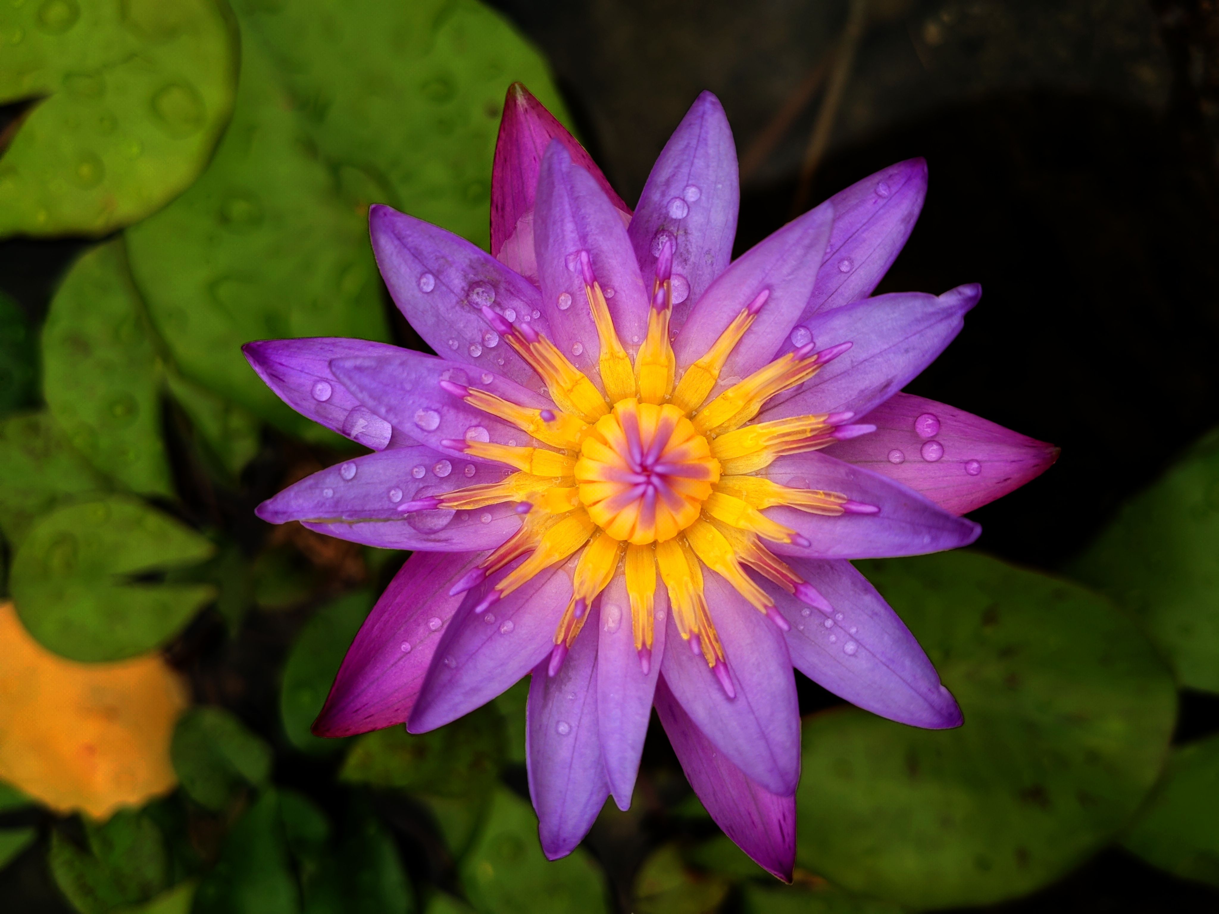 Vibrant Purple Lotus Flower with Dew Drops · Free Stock Photo