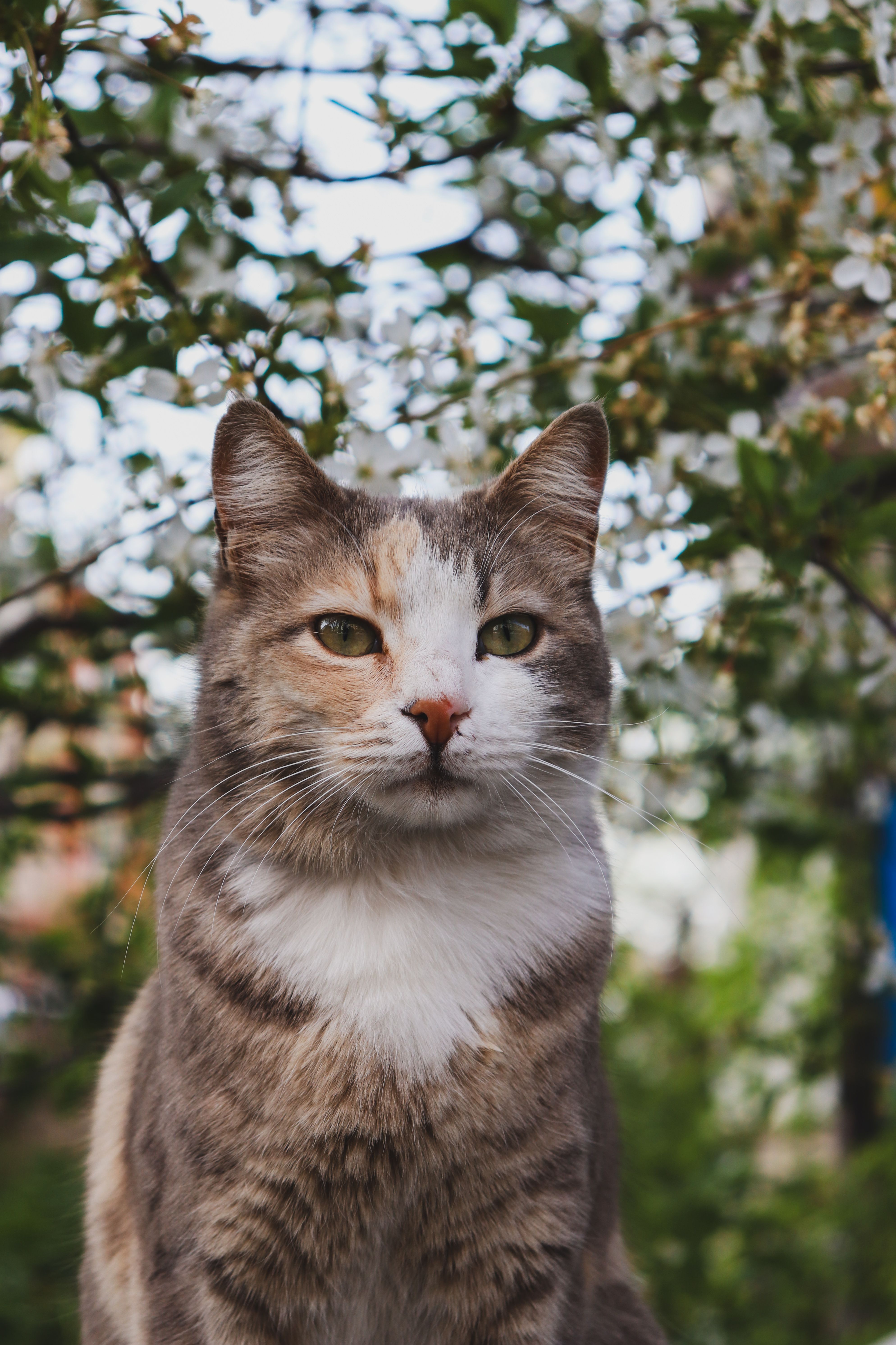 Portrait of Calico Cat Amidst Blossoming Spring Flowers · Free Stock Photo