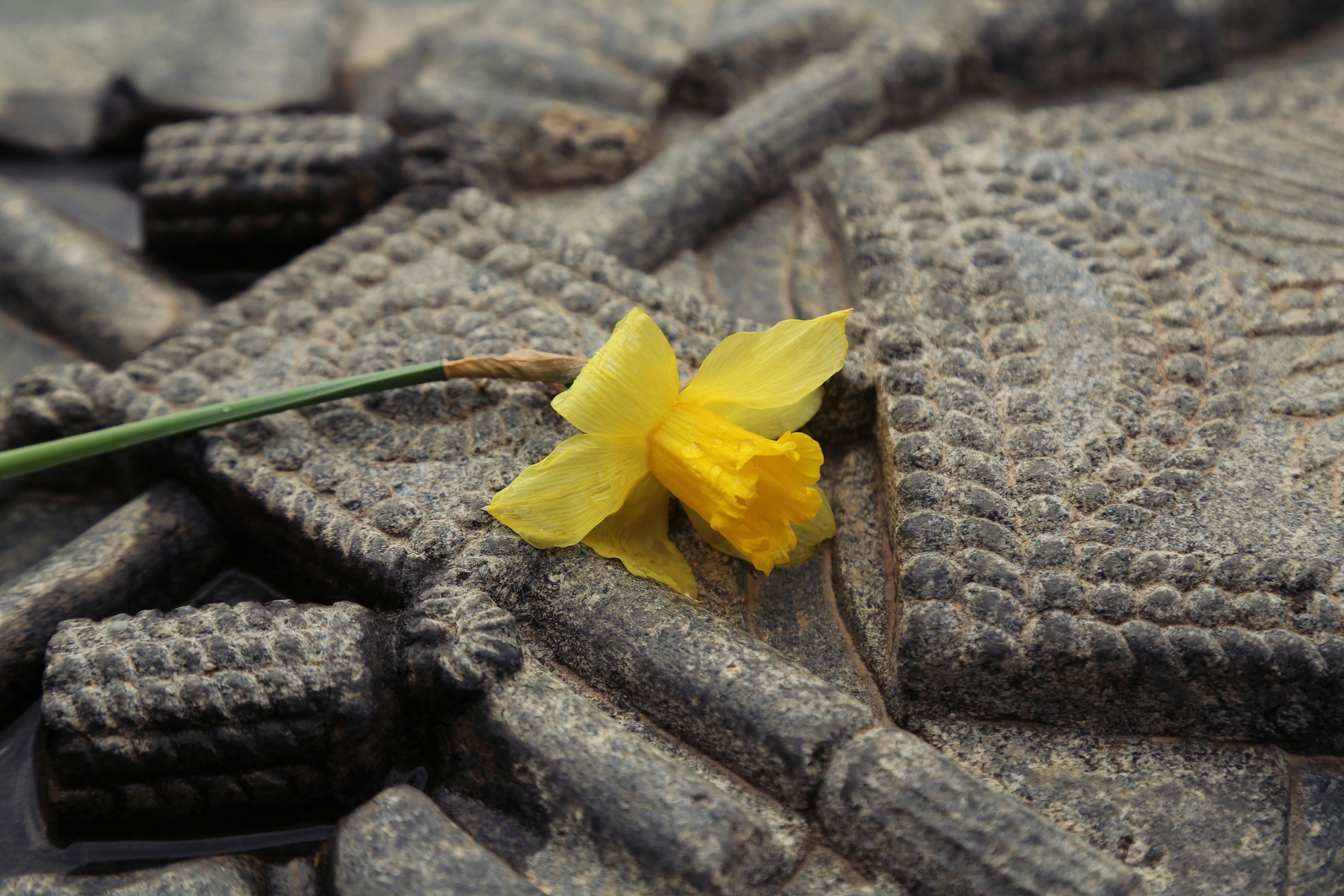 Yellow Daffodil on Ancient Stone Carving · Free Stock Photo