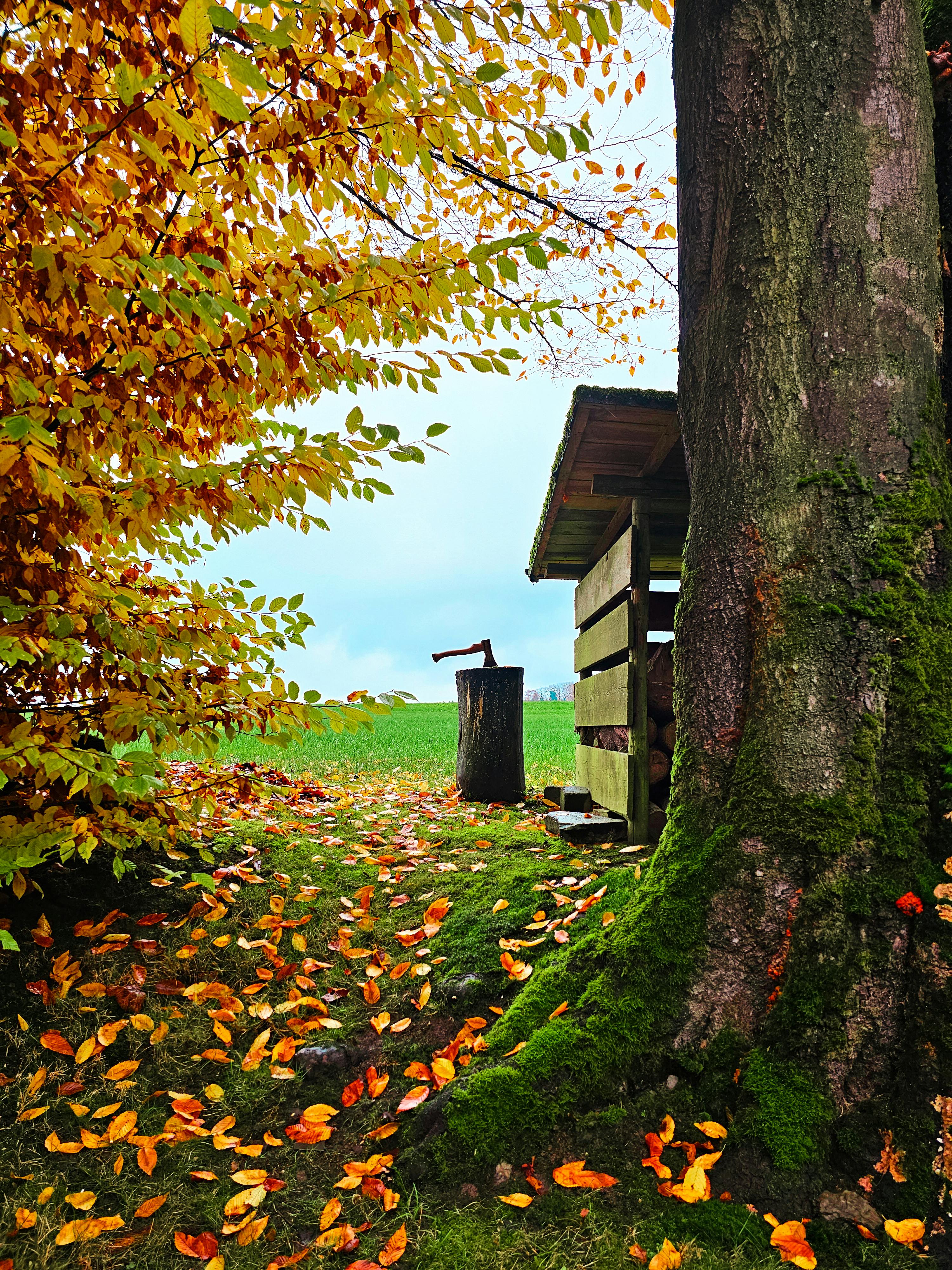 Rustic Autumn Scene with Tree and Wooden Shelter · Free Stock Photo