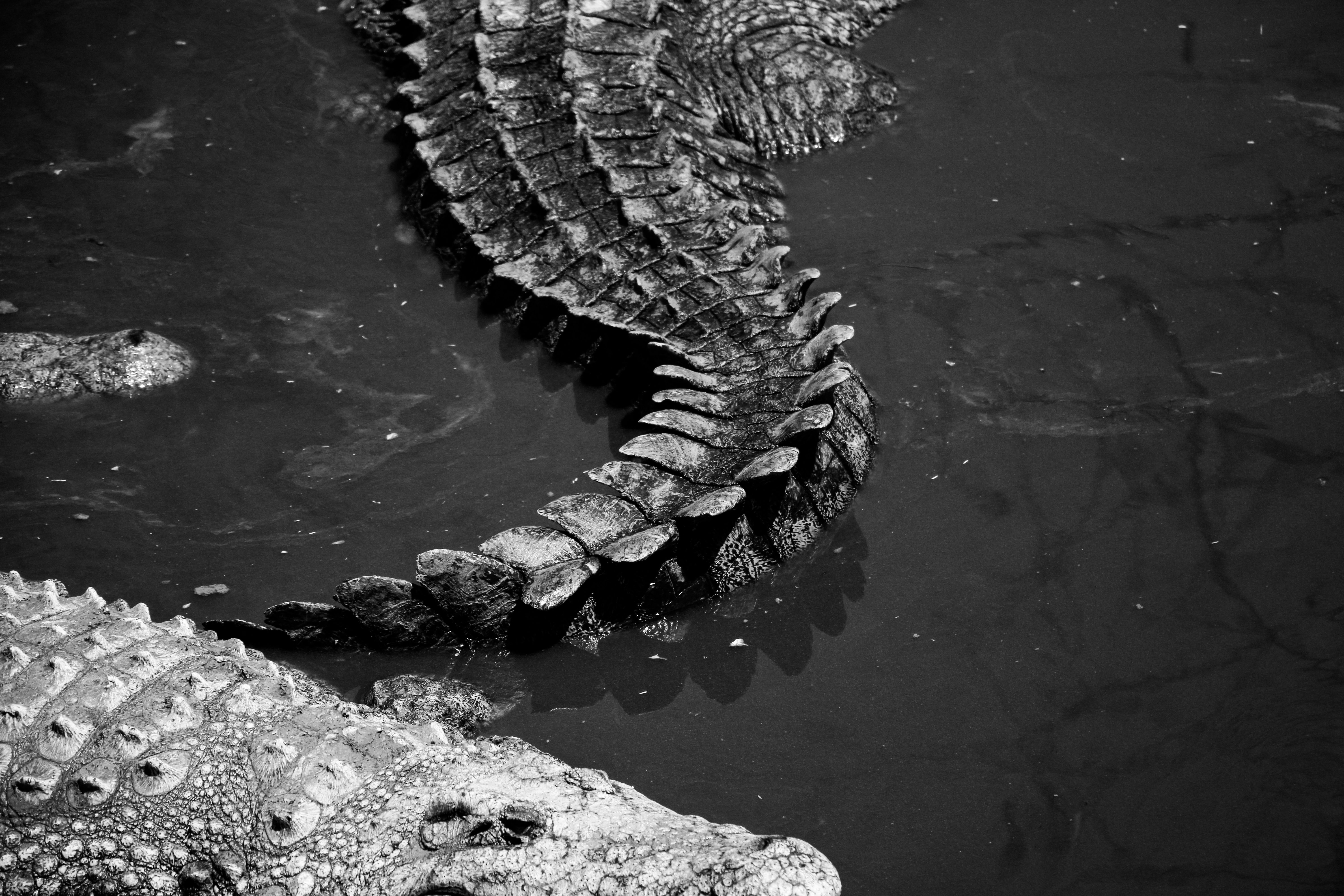 Alligator Tails in Monochrome Close-Up · Free Stock Photo