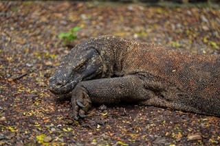 Varanus Komodoensis: Evolution, Habitat, and Conservation